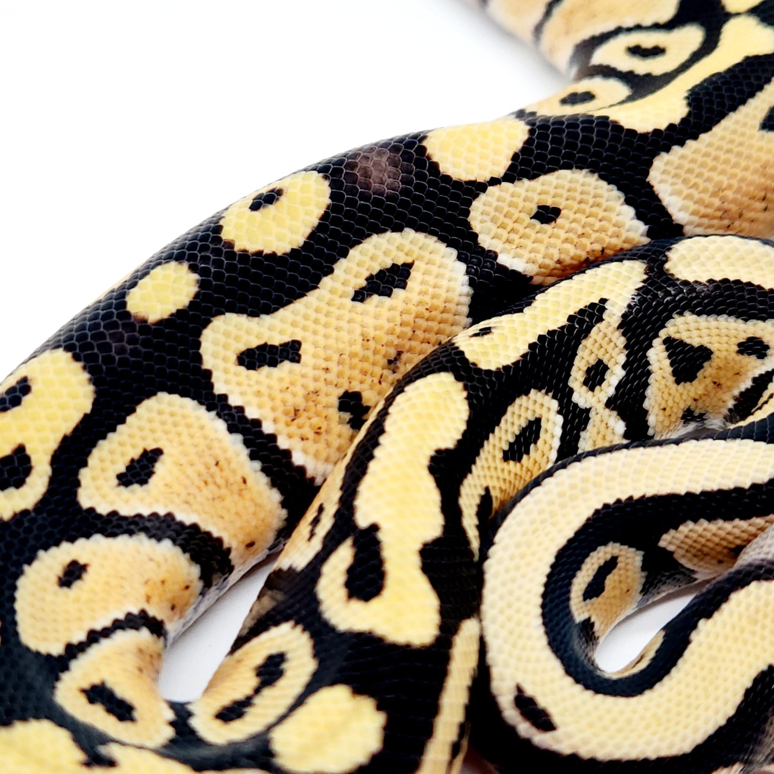 pastel desert ghost - femelle - Zanimaux Shop