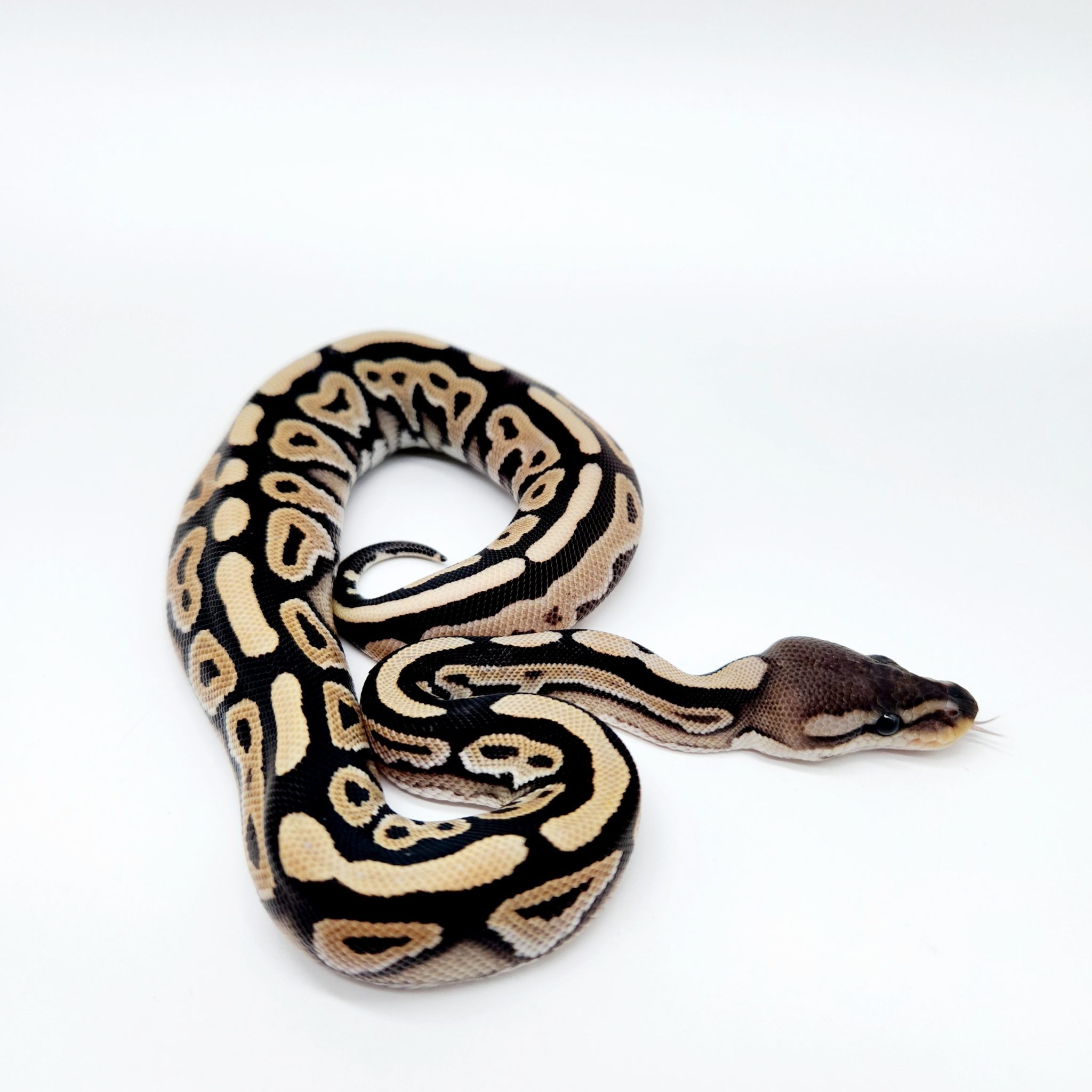 black pastel desert ghost - femelle - Zanimaux Shop