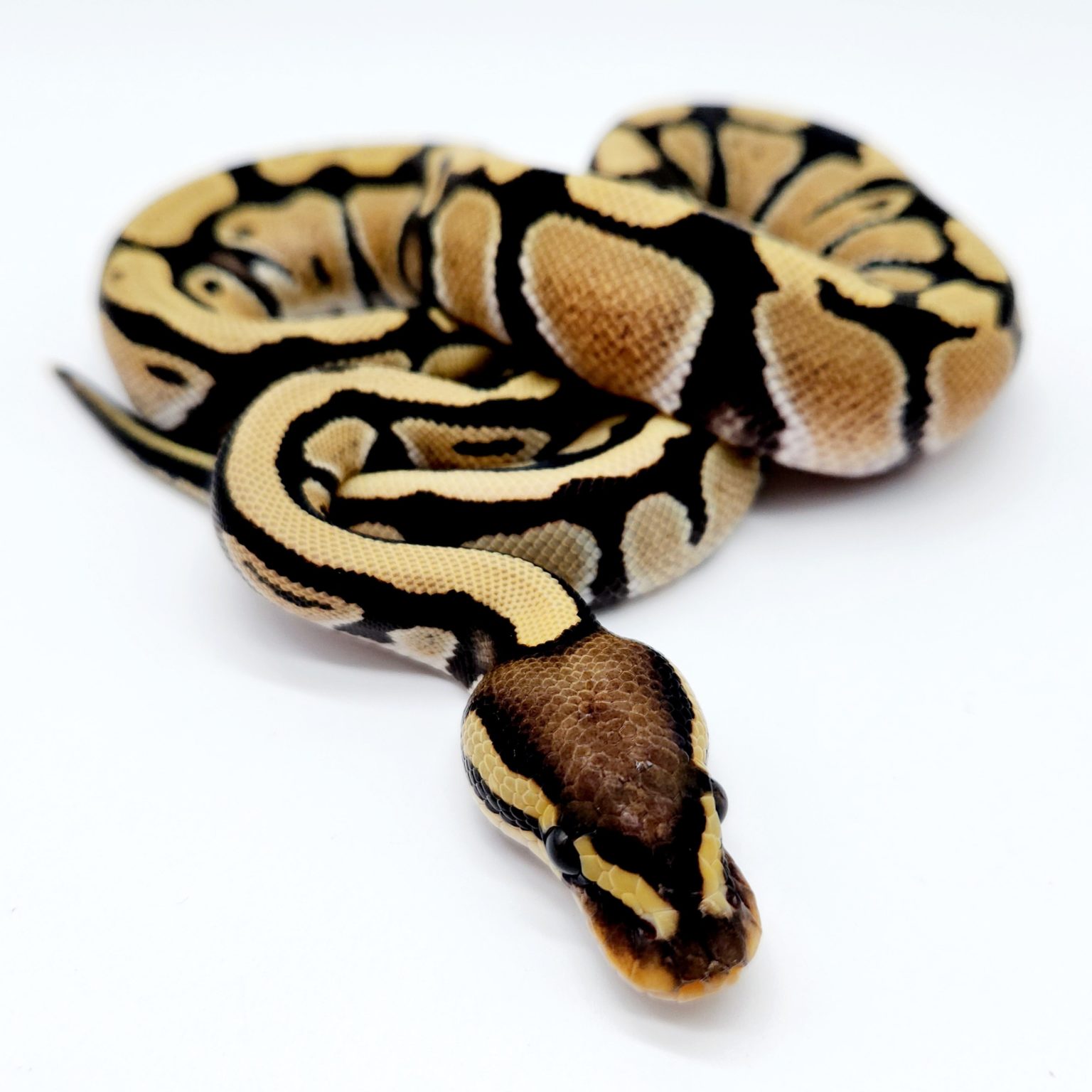 desert ghost - femelle - Zanimaux Shop