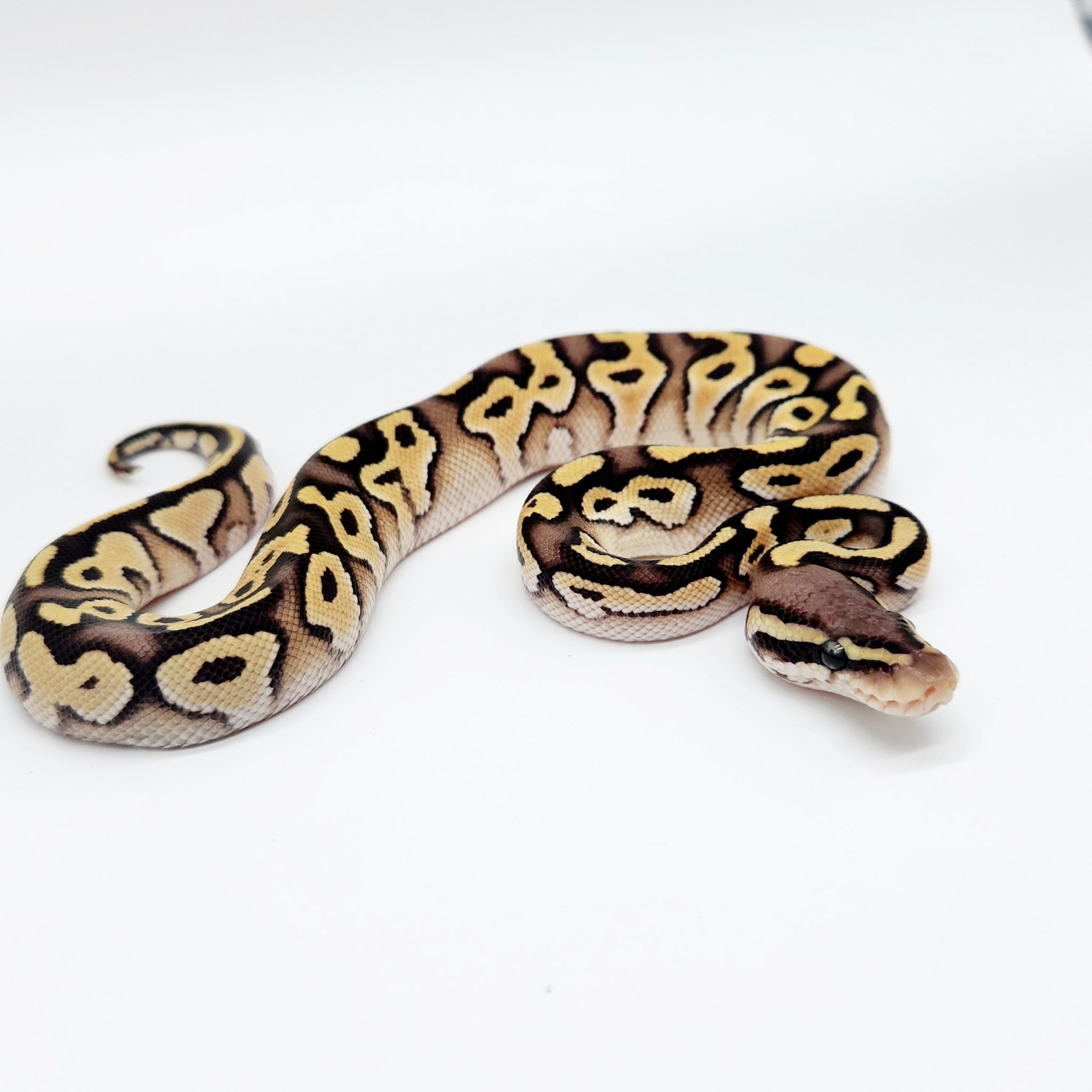 python regius pastave 100% het hypo 50% poss het clown femelle ...