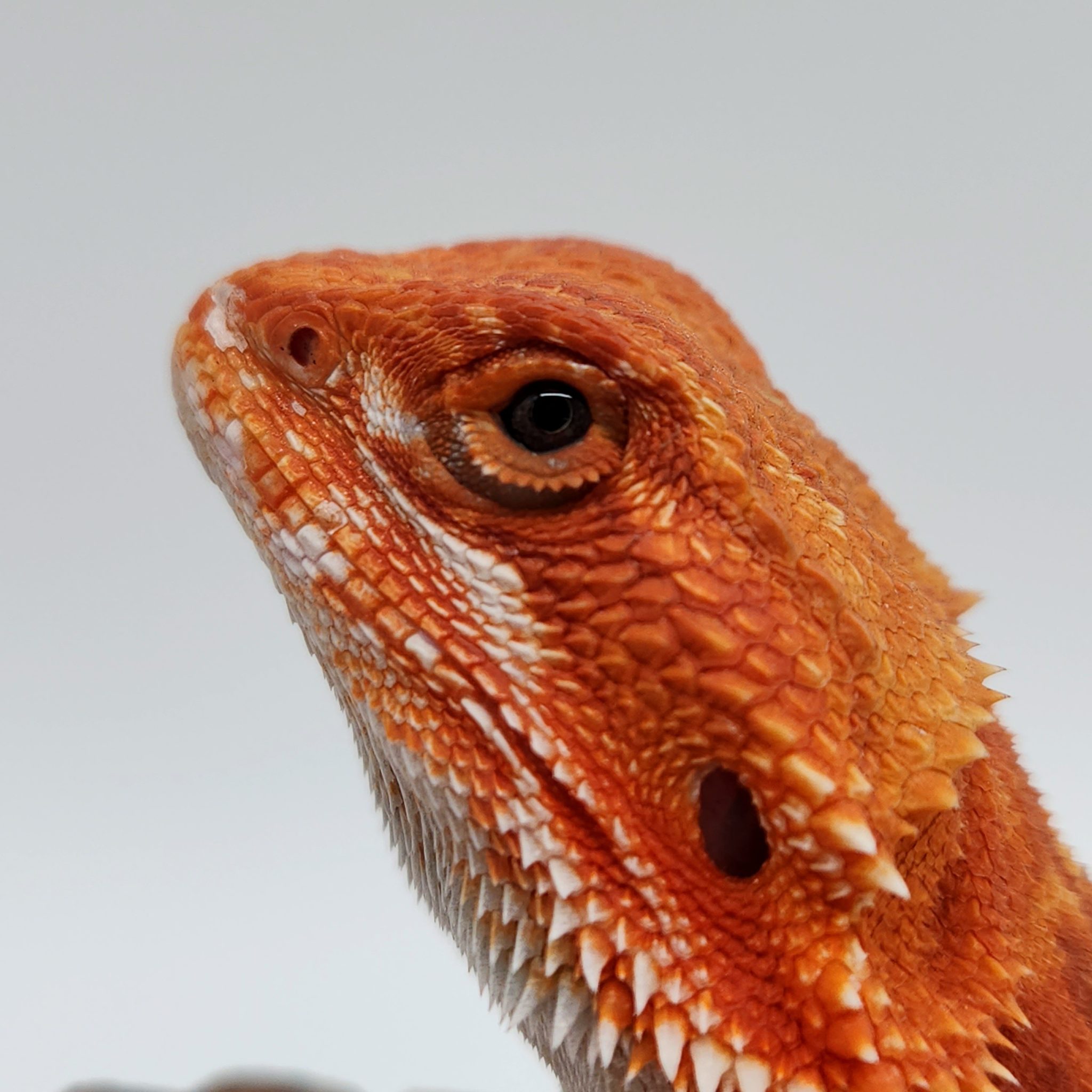 Pogona Vitticeps red hypo translucent femelle - Zanimaux Shop