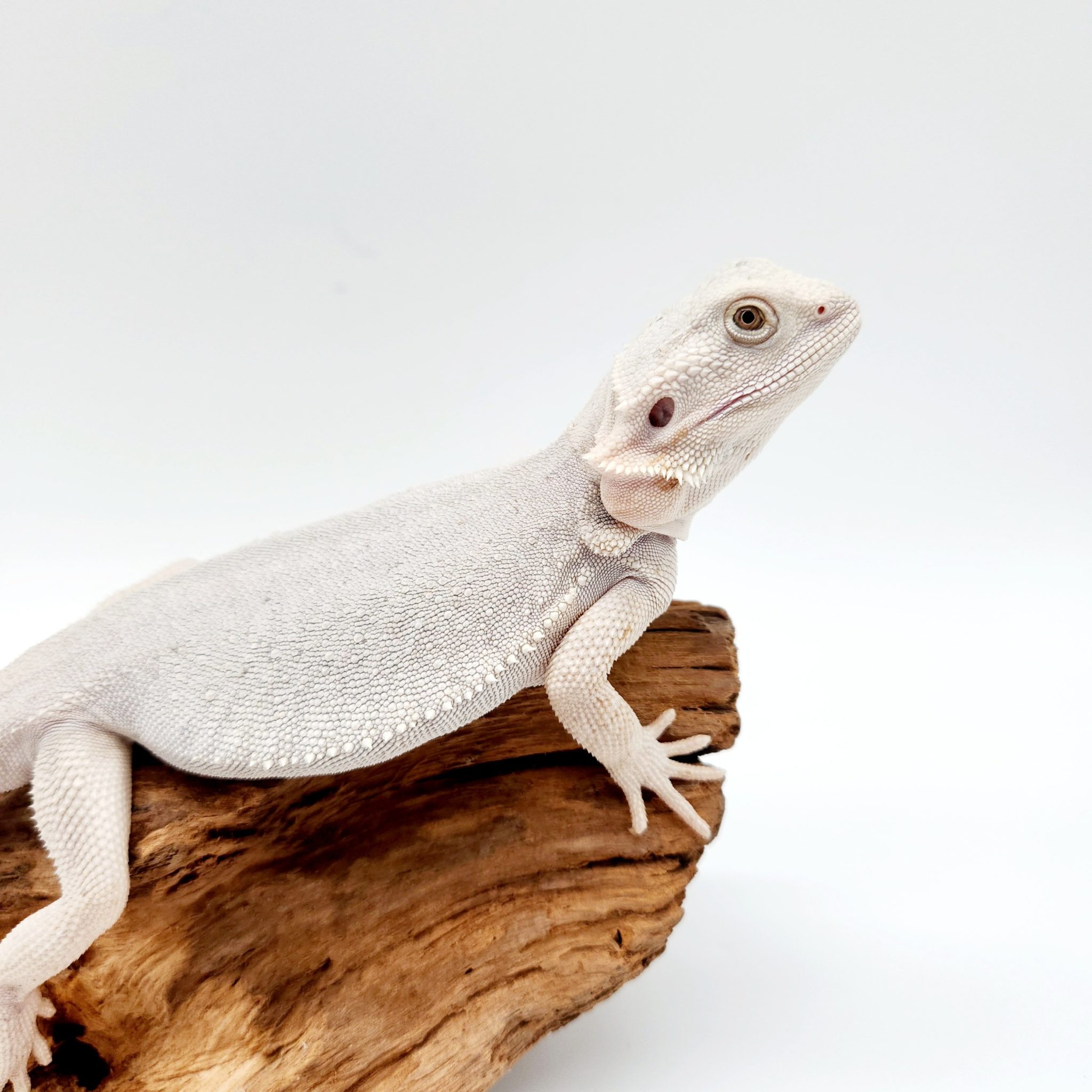 Pogona Vitticeps hypo zero male 02 - Zanimaux Shop
