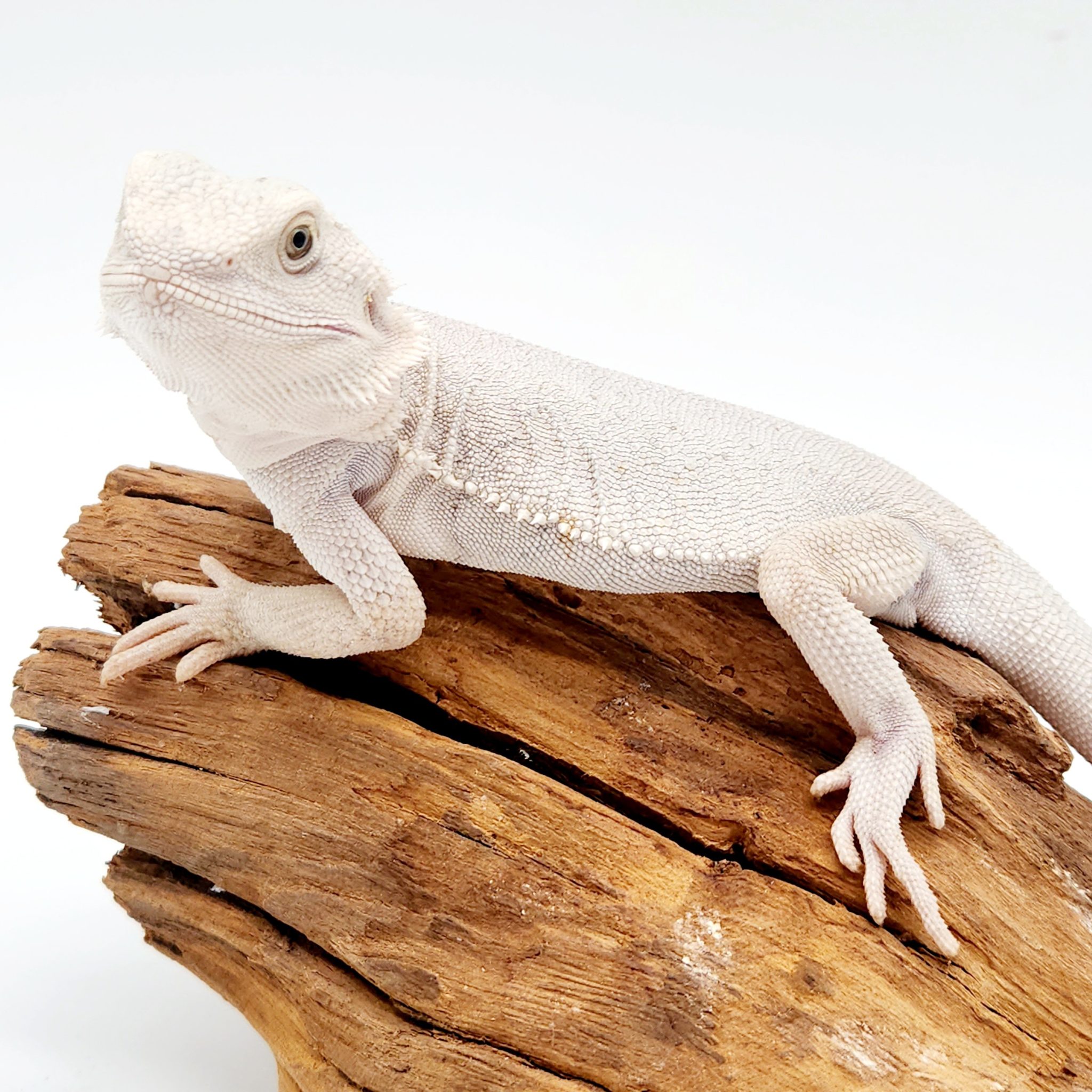 Pogona Vitticeps hypo zero male 02 - Zanimaux Shop