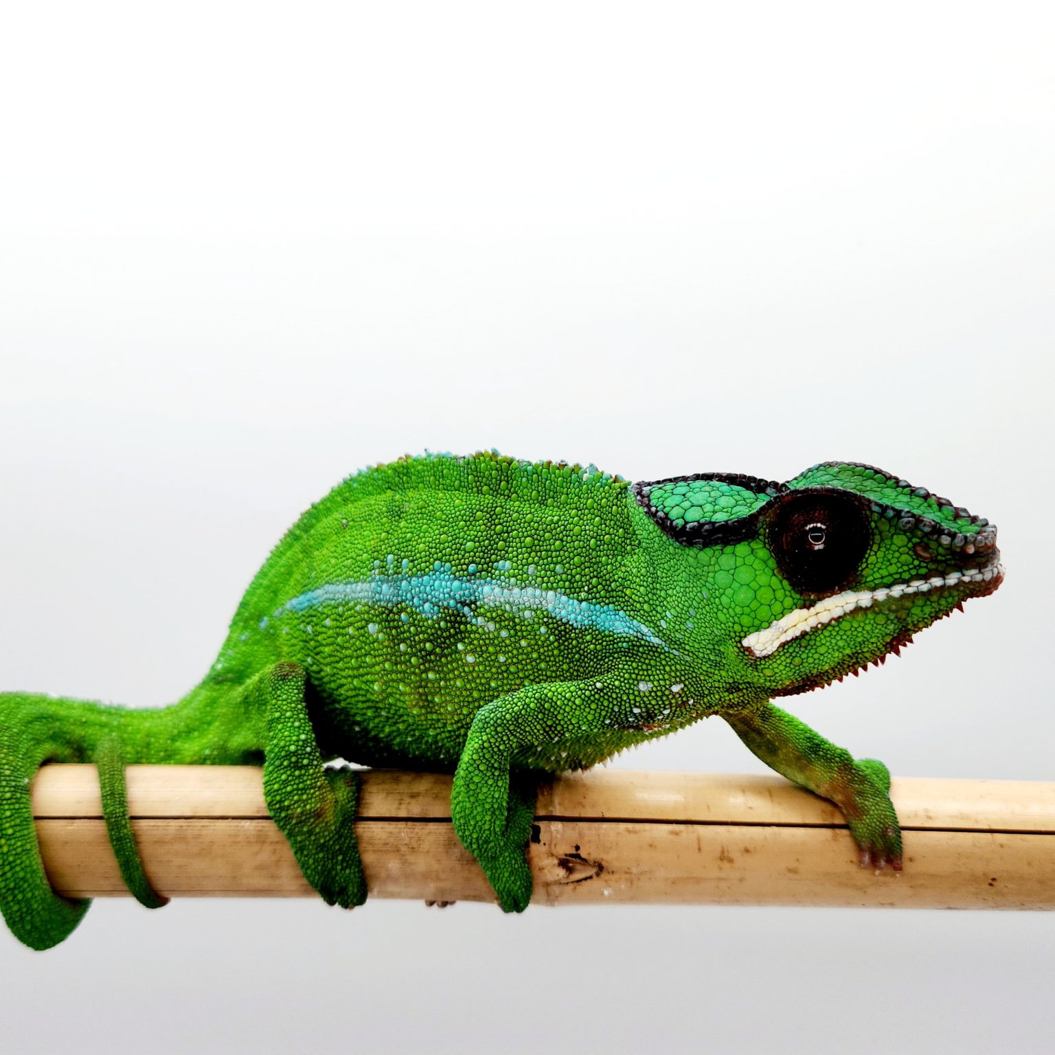 furcifer pardalis chameleon panthère Nosy mitsio- male - Zanimaux Shop