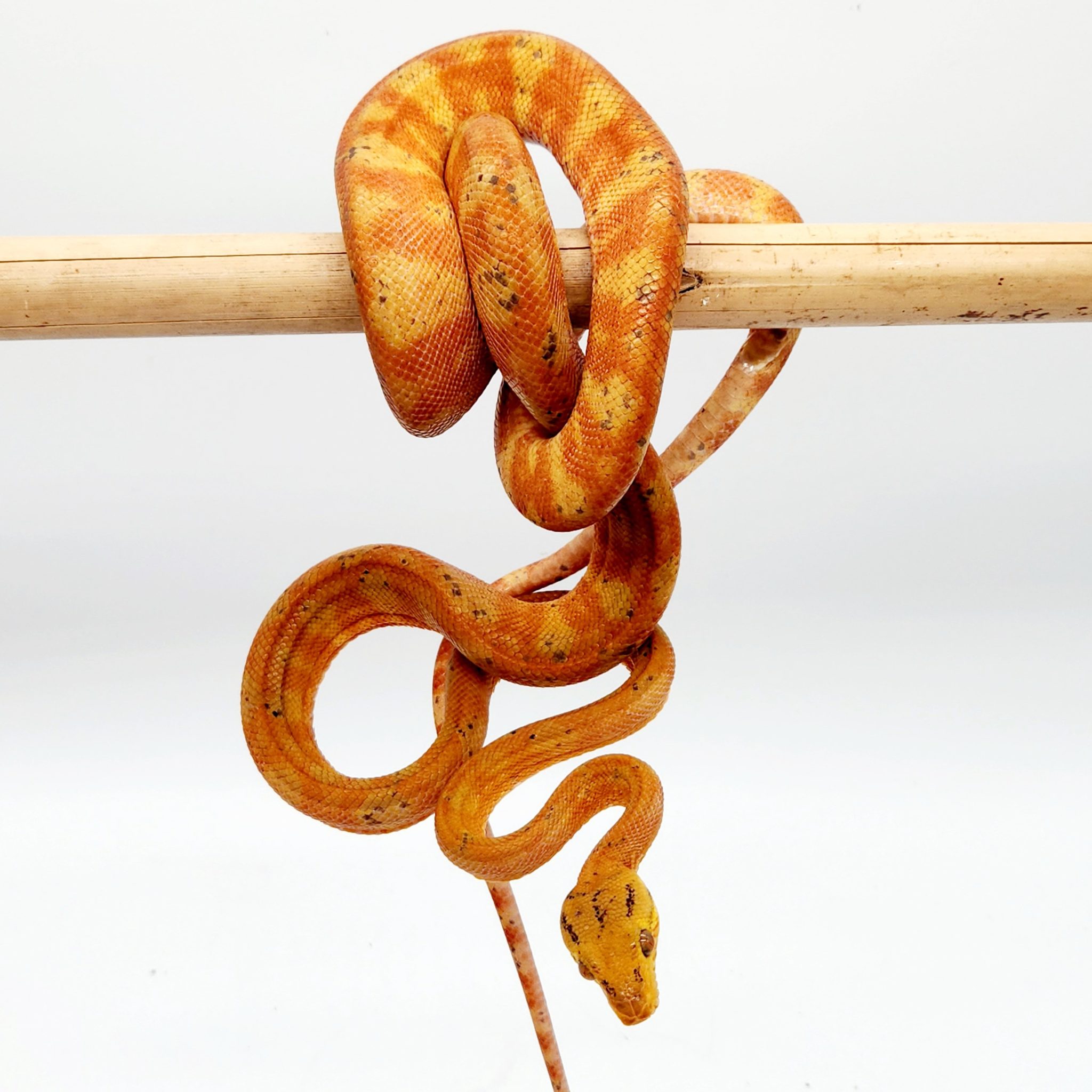 Corallus hortulanus boa d'Amazonie male - Zanimaux Shop