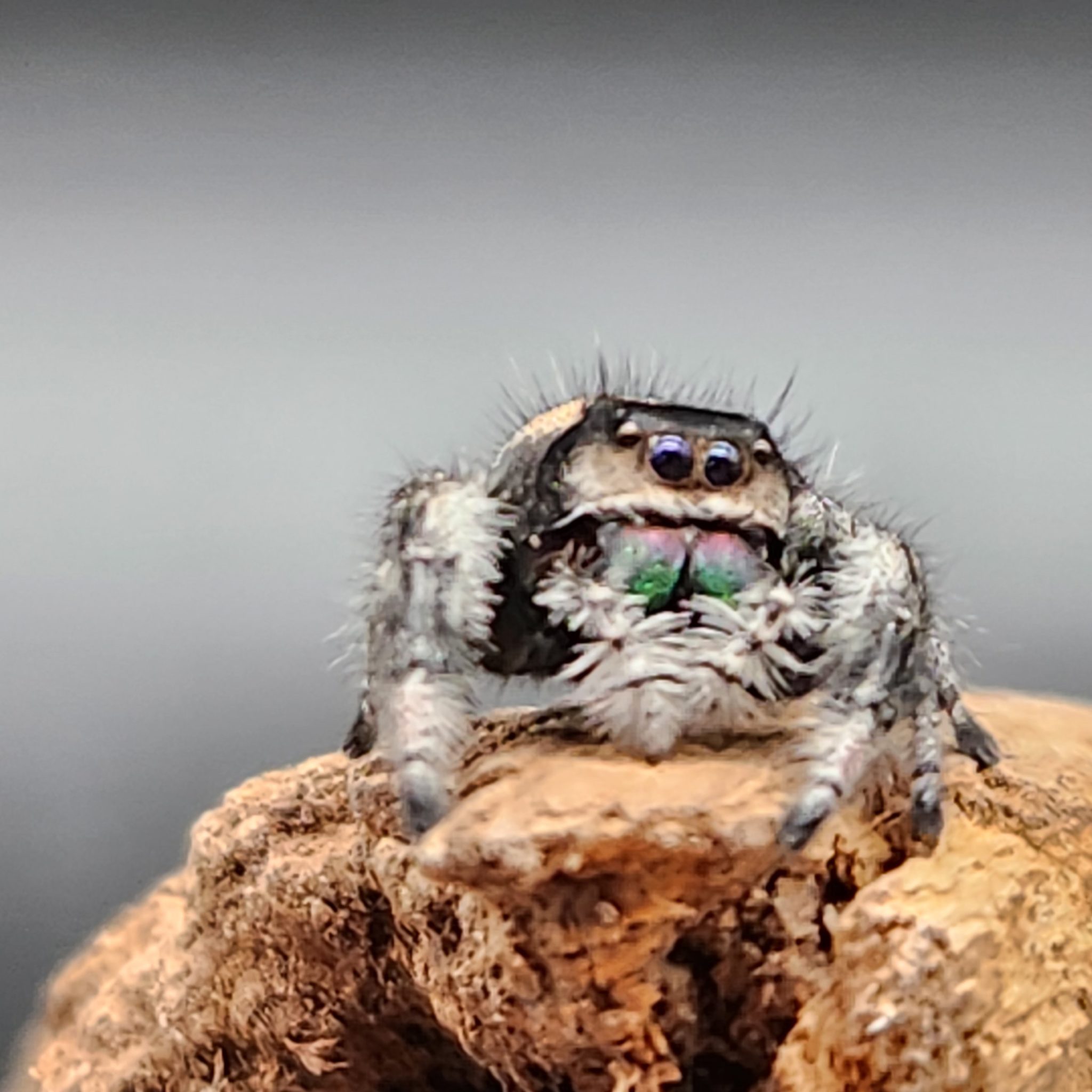 phidippus regius male - Zanimaux Shop