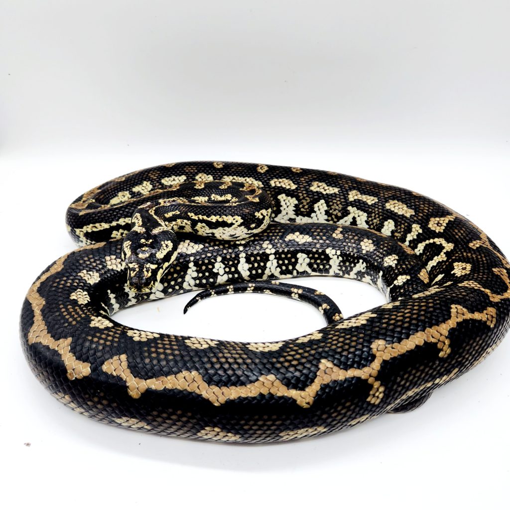 Morelia spilota cheynei python tapis de la jungle femelle adulte ...