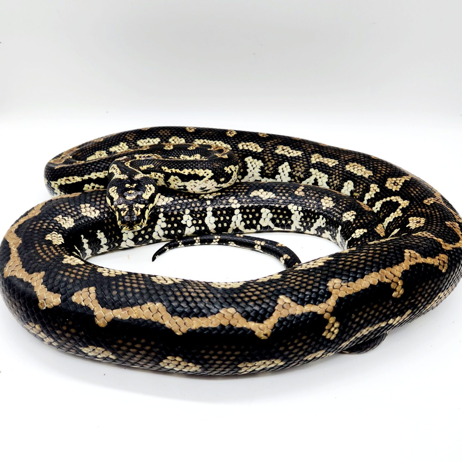Morelia spilota cheynei python tapis de la jungle femelle adulte ...