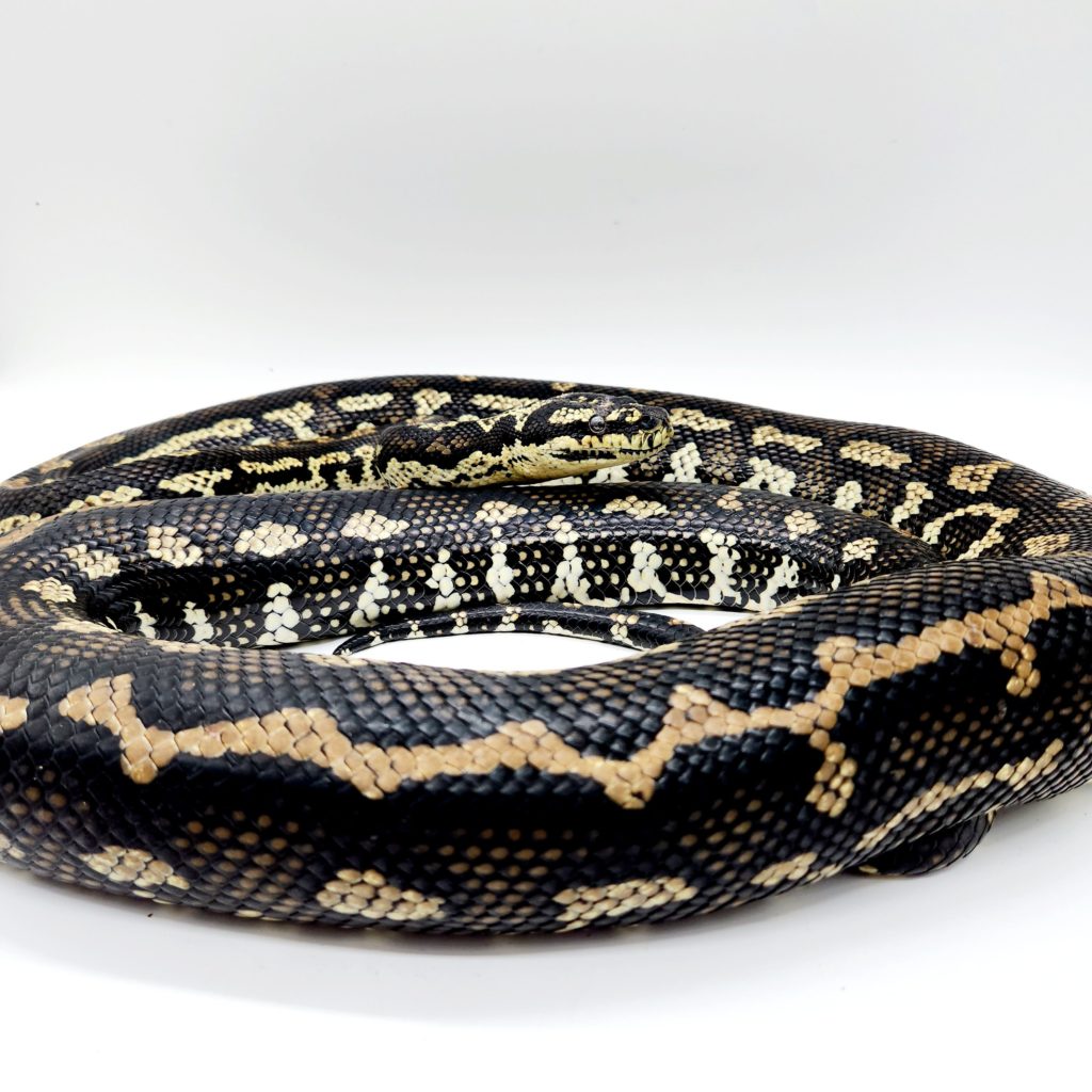 Morelia spilota cheynei python tapis de la jungle femelle adulte ...