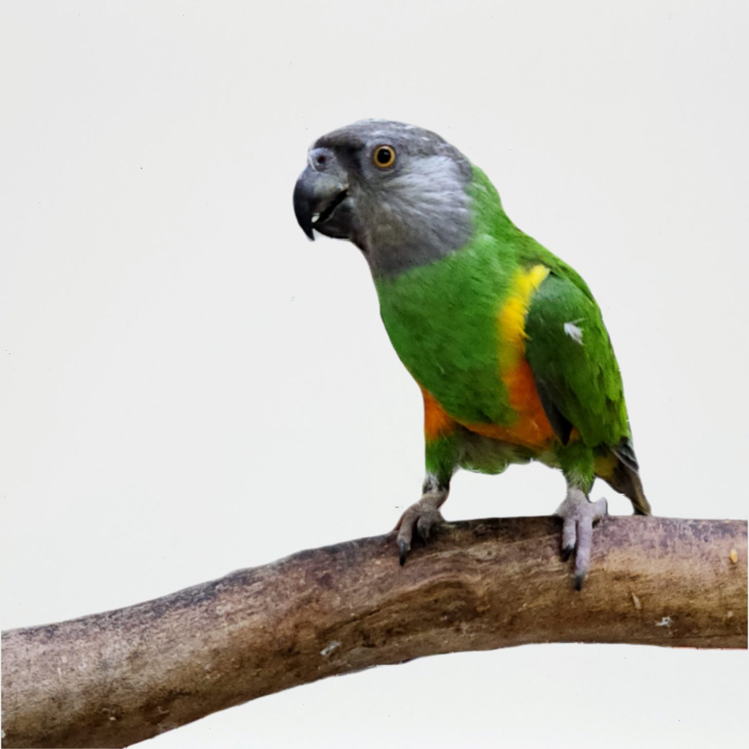 Youyou du Sénégal Poicephalus senegalus femelle -2021 - Zanimaux Shop