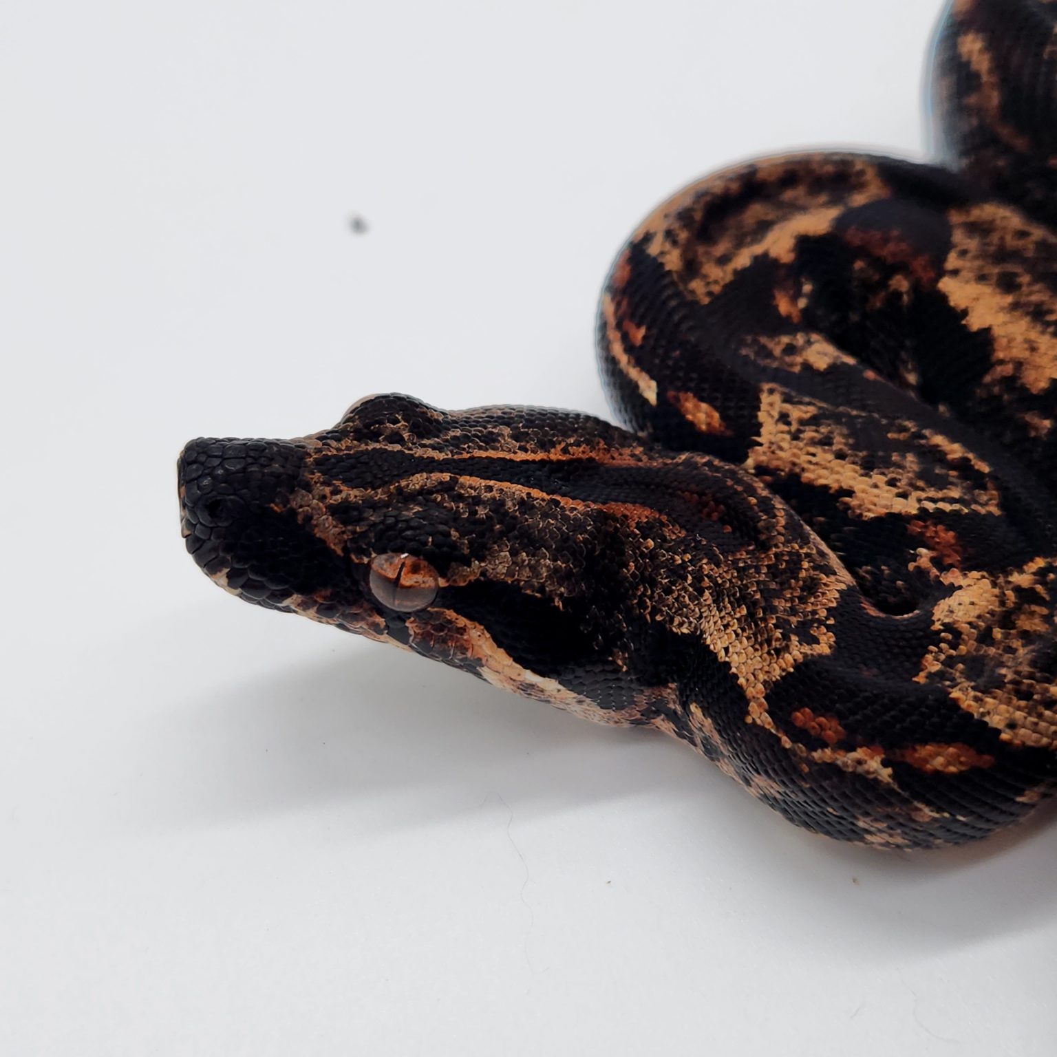 Boa constrictor imperator hypo IMG purple line 66% het albinos male ...