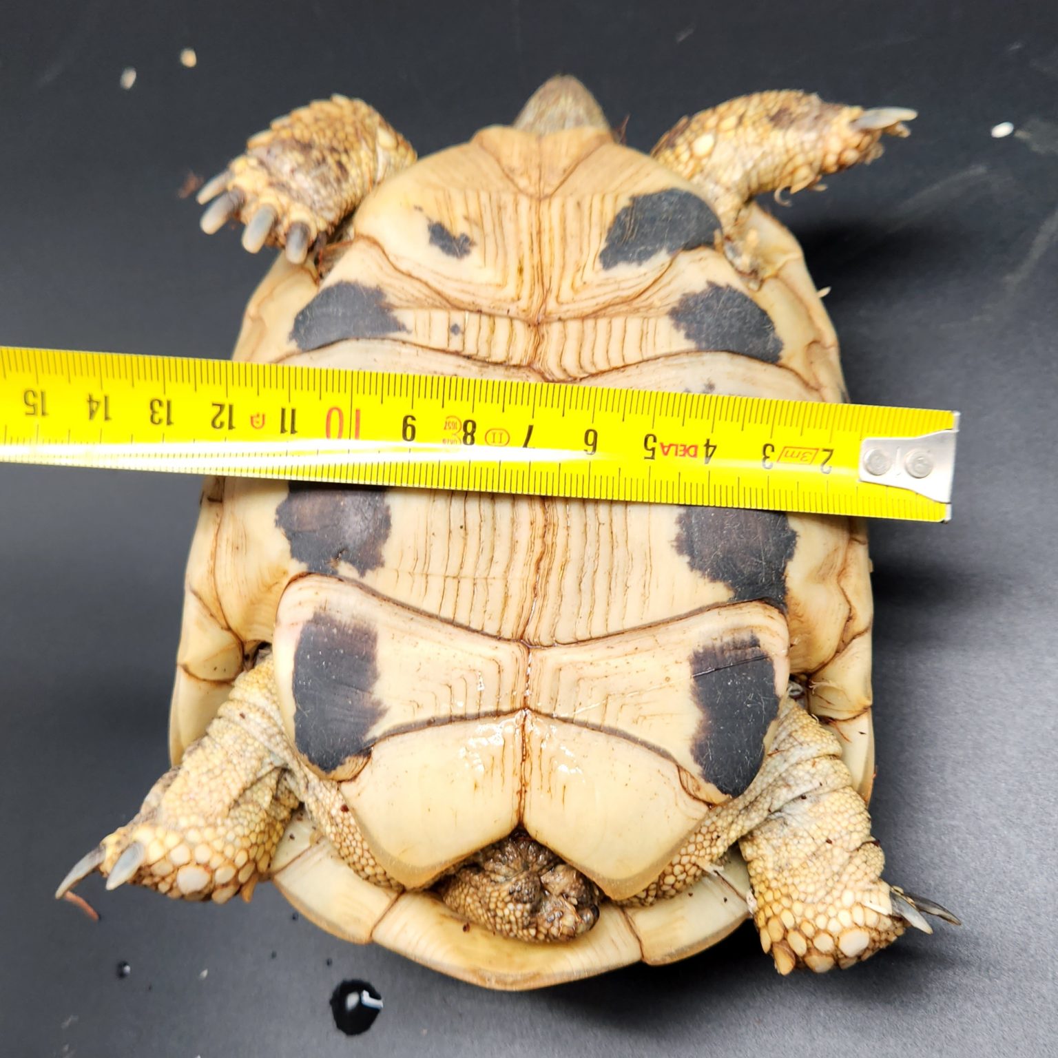 testudo hermanni boettgeri femelle 8363 - Zanimaux Shop