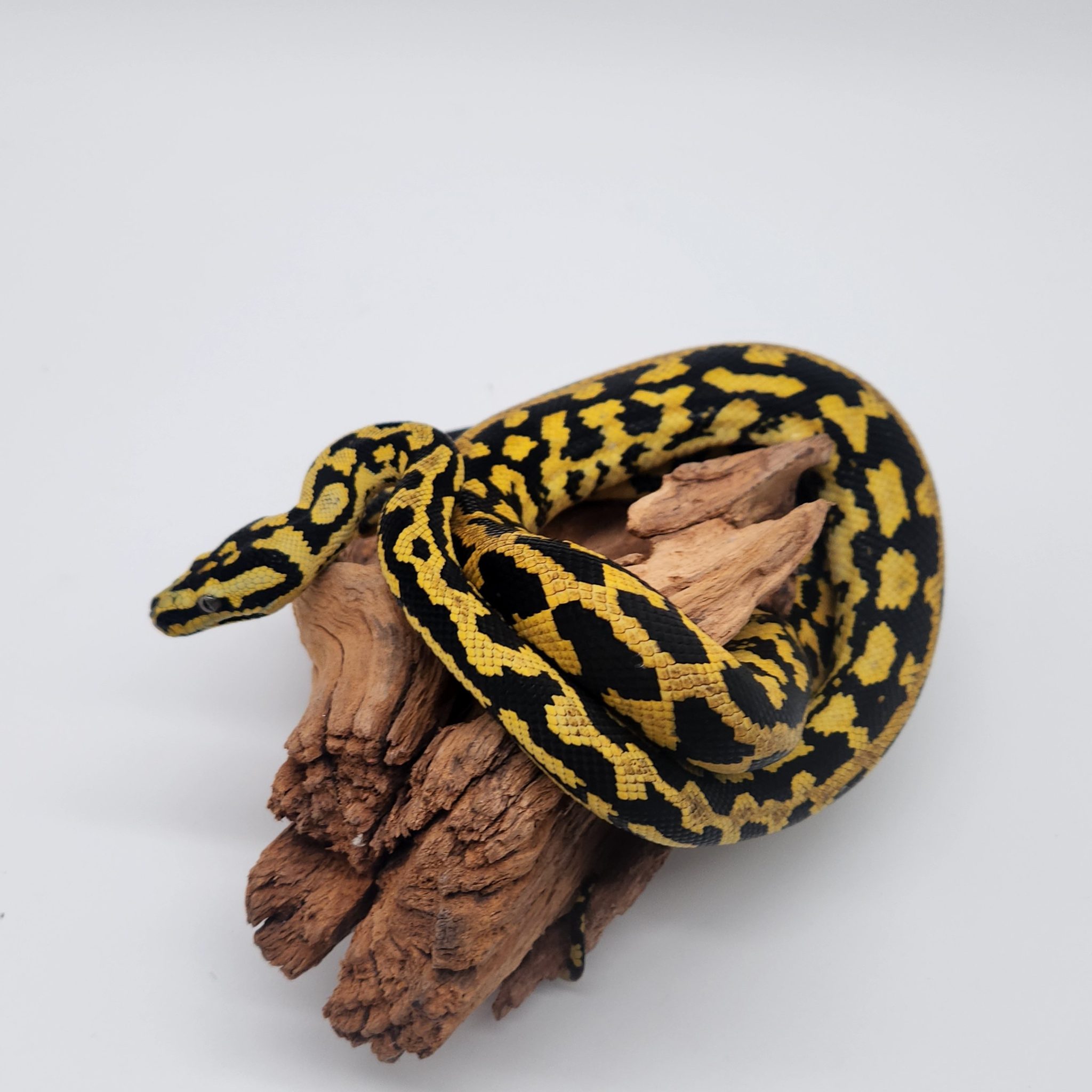 morelia spilota cheynei femelle 50/50 python tapis des jungles ...