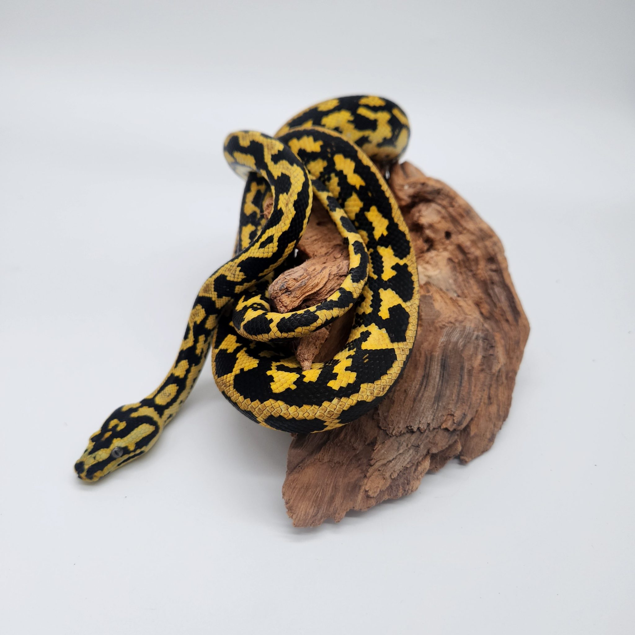 morelia spilota cheynei femelle 50/50 python tapis des jungles ...