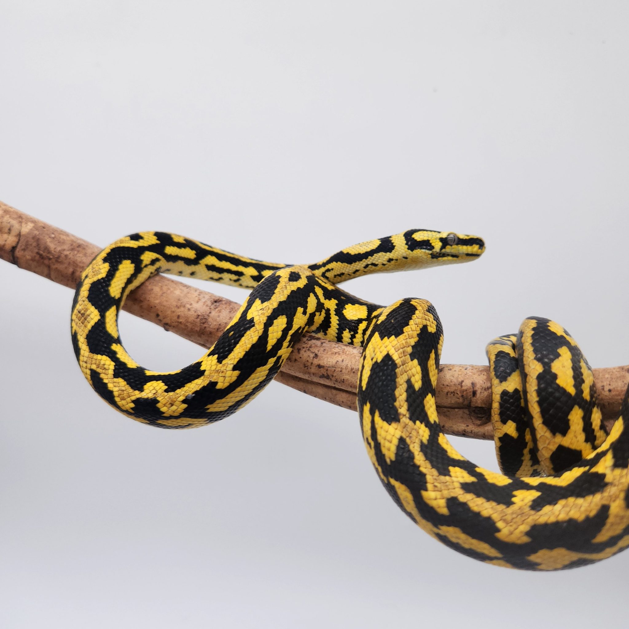 morelia spilota cheynei femelle 50/50 python tapis des jungles ...