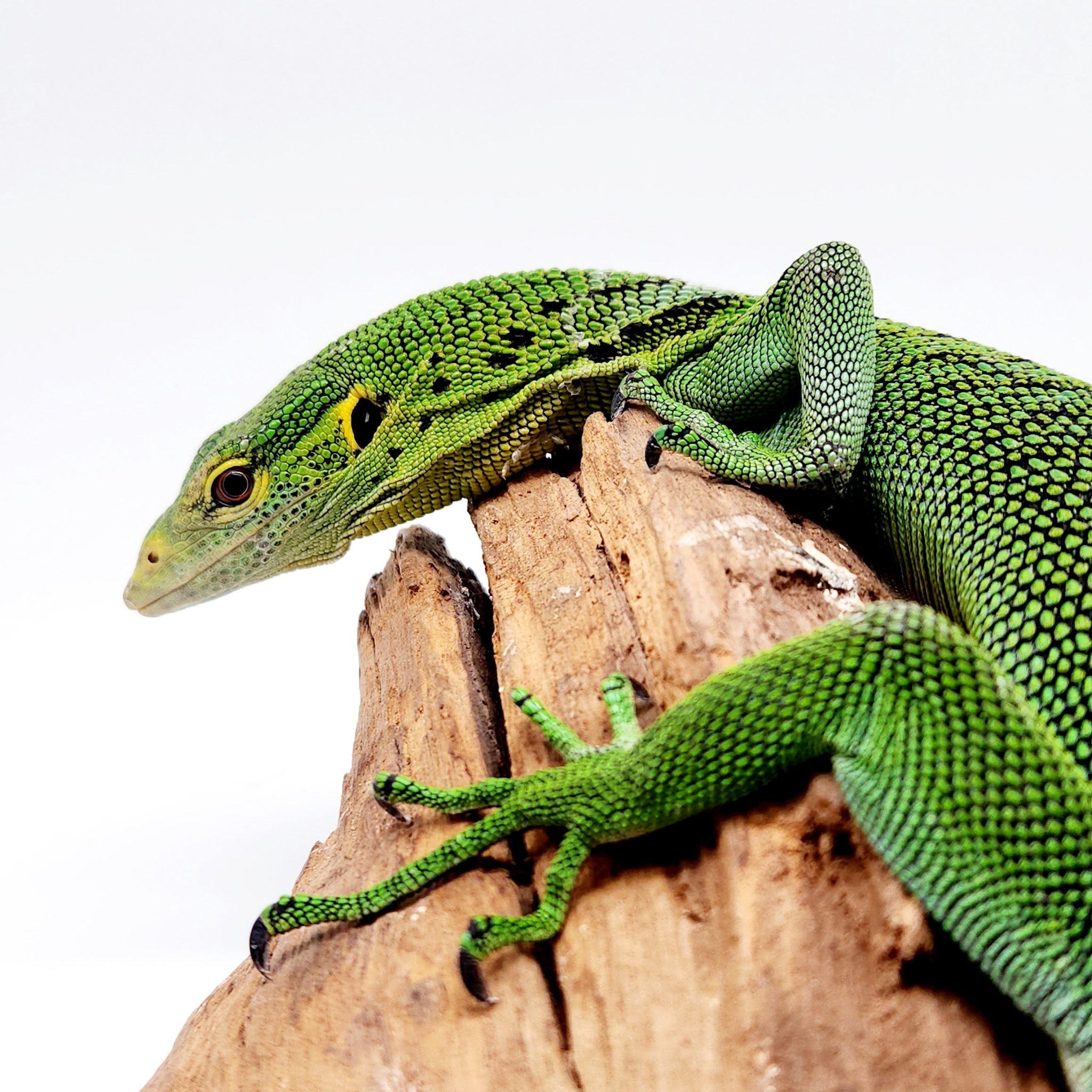 varanus prasinus varan émeraude male - Zanimaux Shop