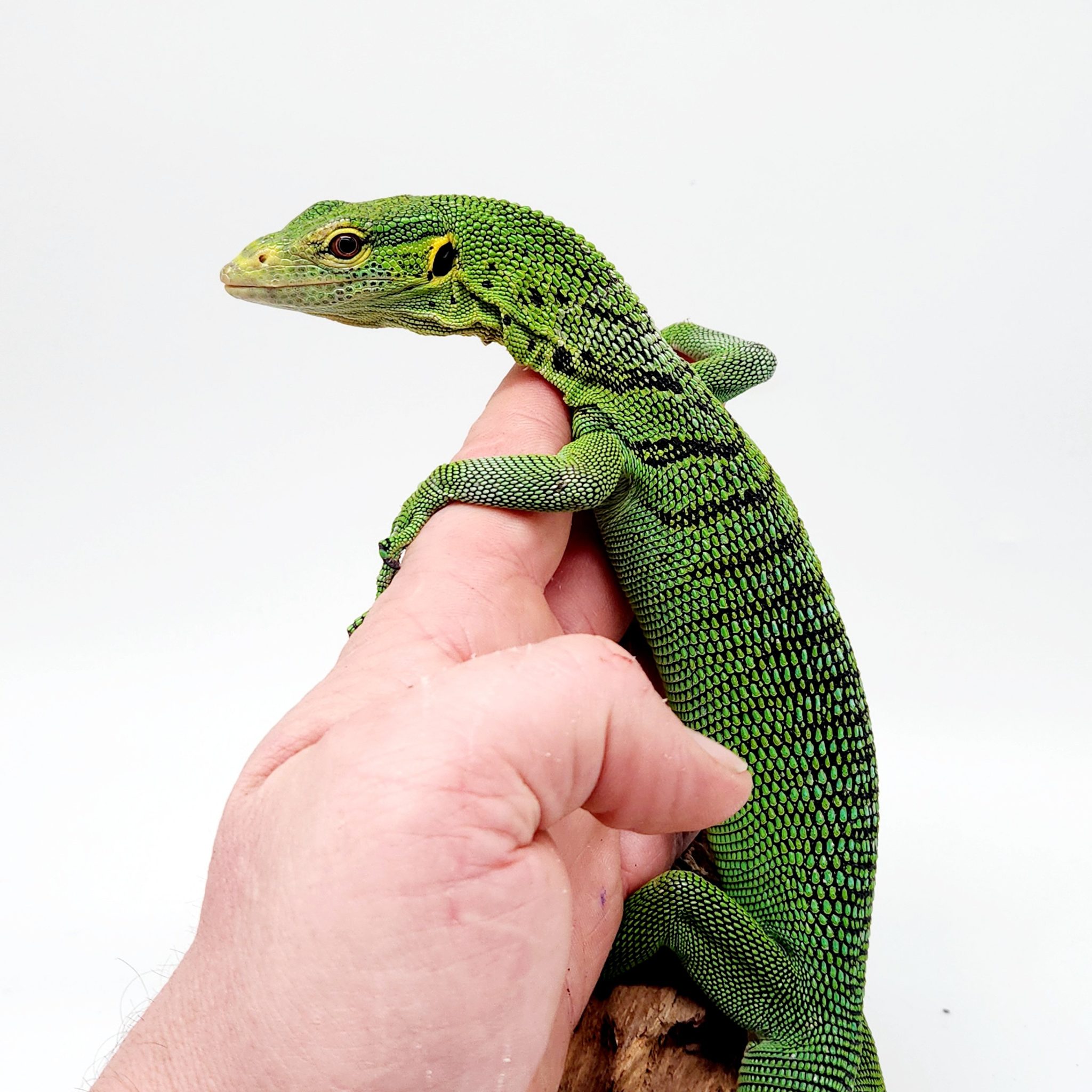 varanus prasinus varan émeraude male - Zanimaux Shop