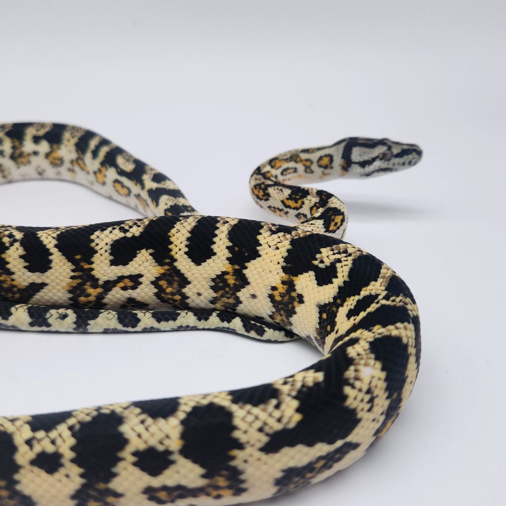 carpondro male het albinos - Zanimaux Shop