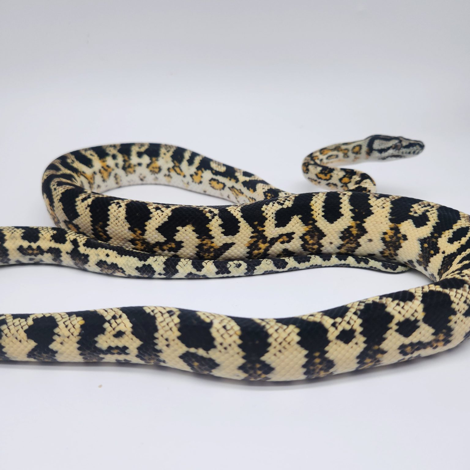 carpondro male het albinos - Zanimaux Shop