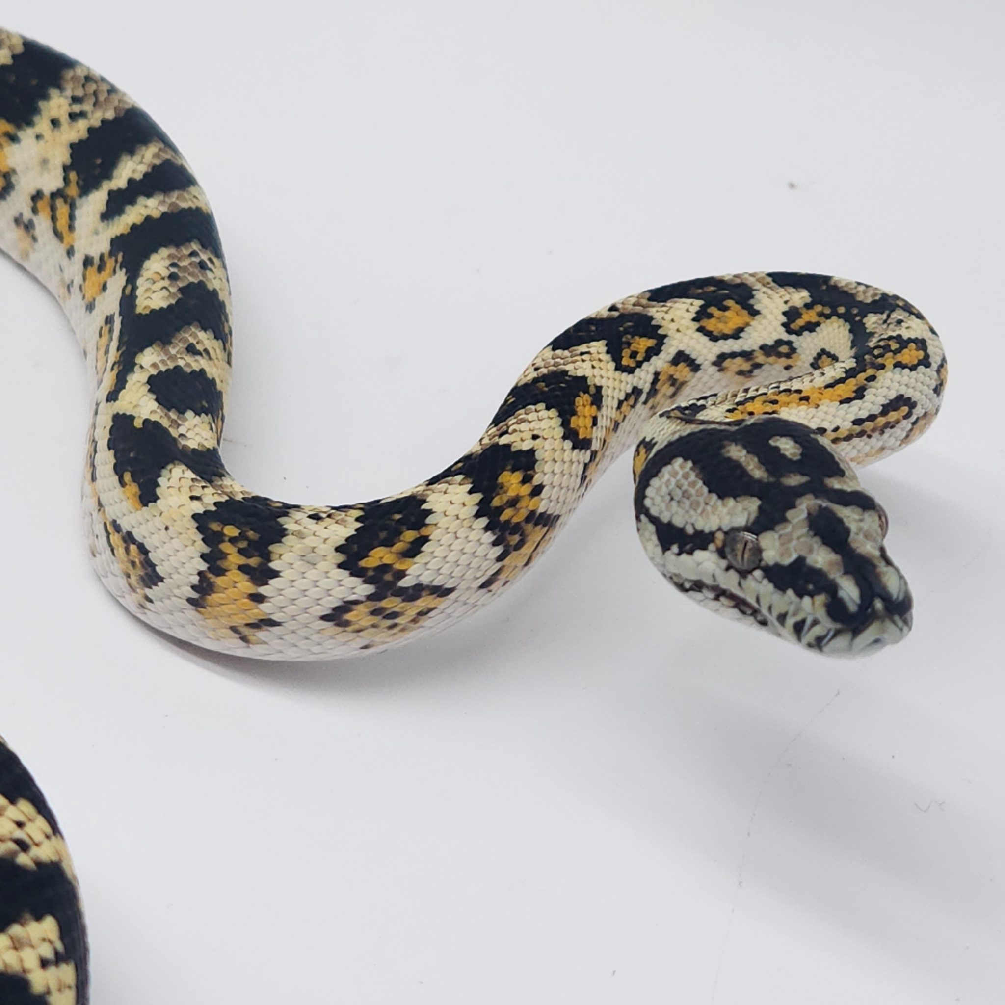 carpondro male het albinos - Zanimaux Shop