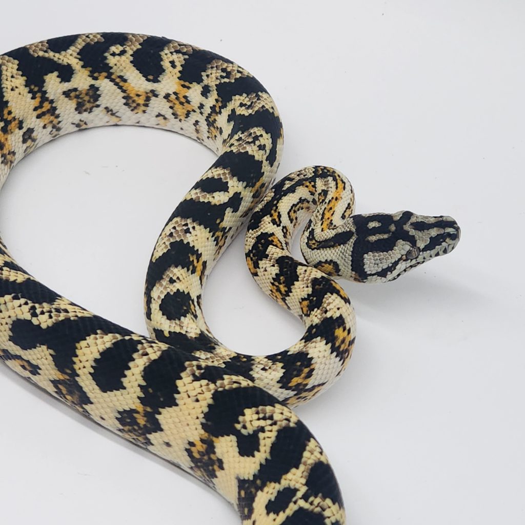 carpondro male het albinos - Zanimaux Shop