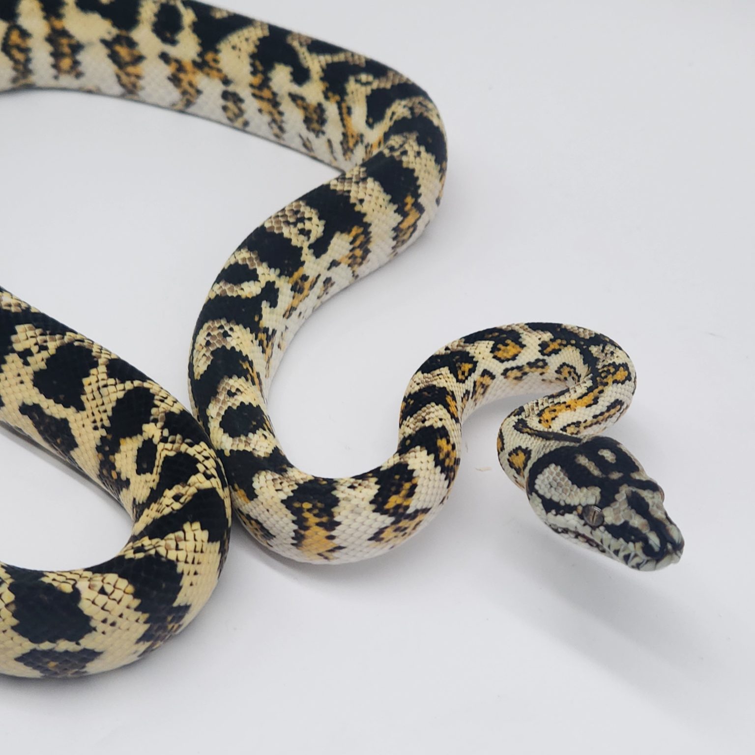 carpondro male het albinos - Zanimaux Shop