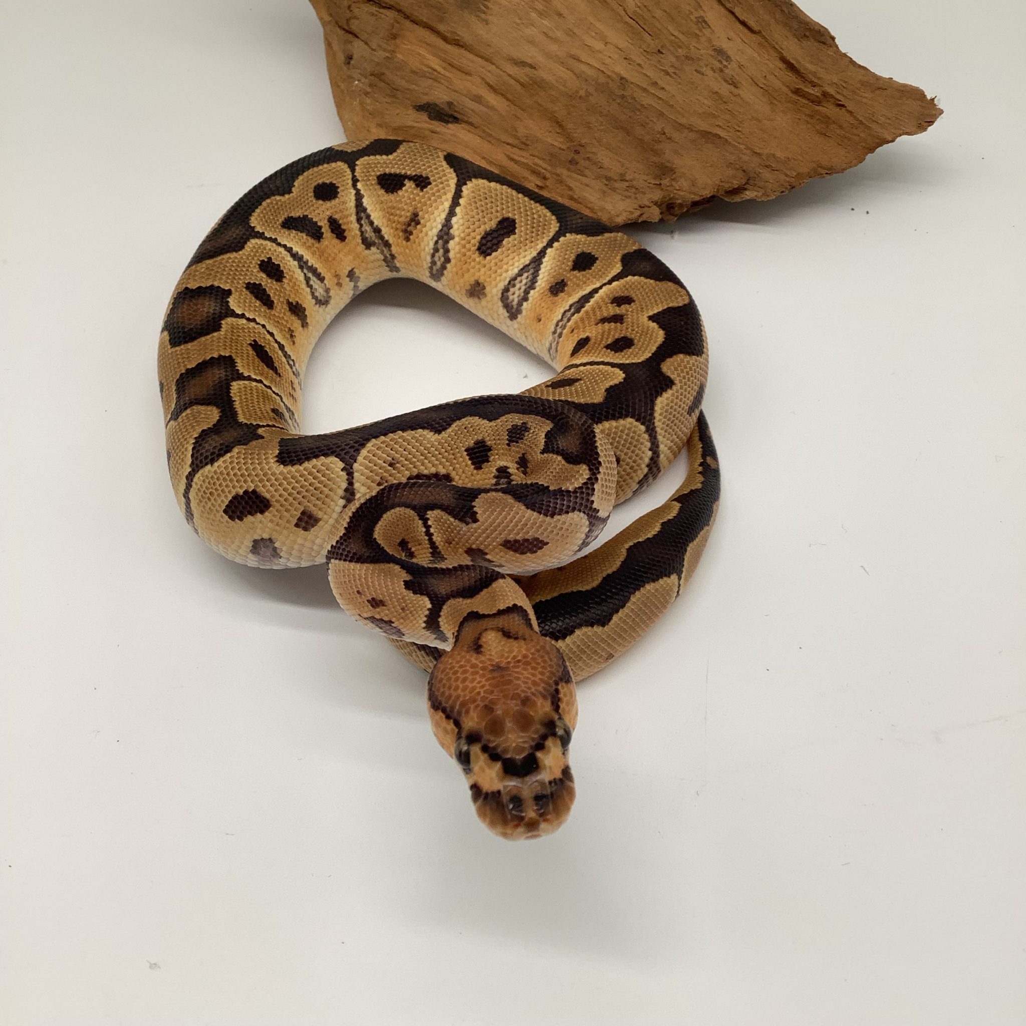 python regius /python royal clown femelle - Zanimaux Shop