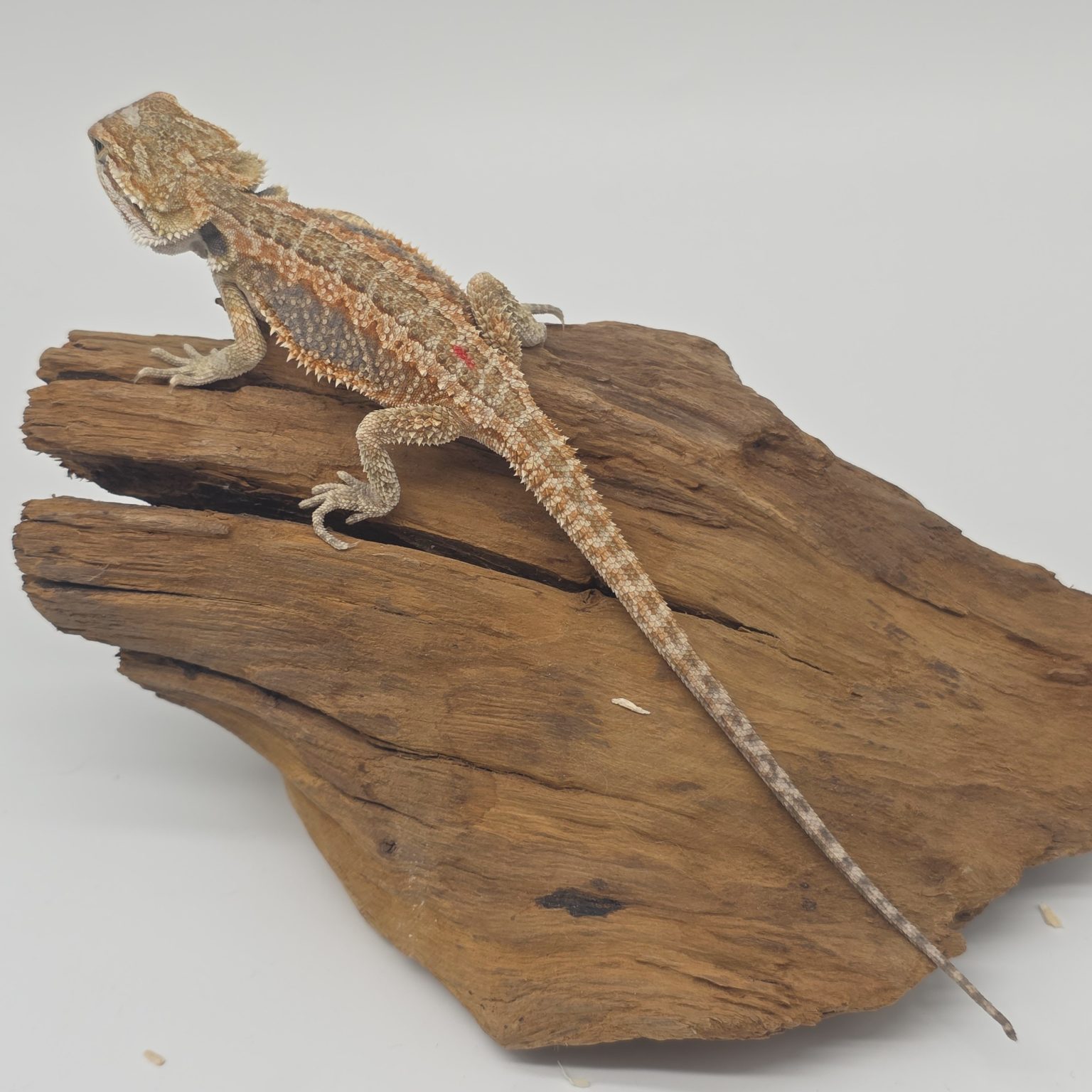 Pogona Vitticeps Hypo color ( red / orange / yellow) dragon barbu ...