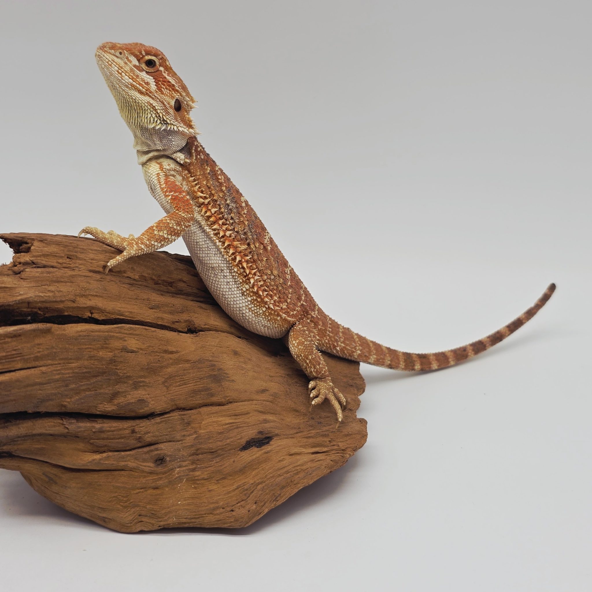 pogona red hypo translucent possible het paradox male - Zanimaux Shop