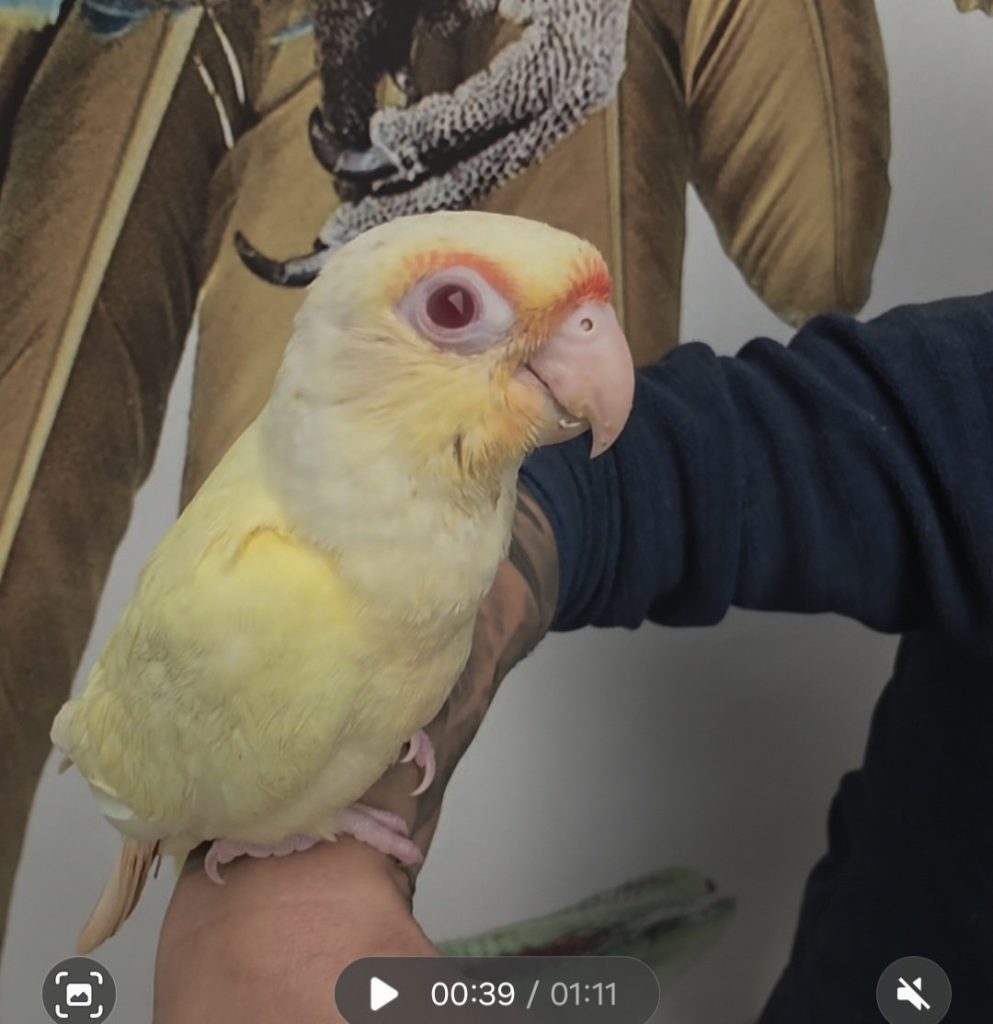 conure à joue verte pyrrhura molinae mutation cremino très très rare ...
