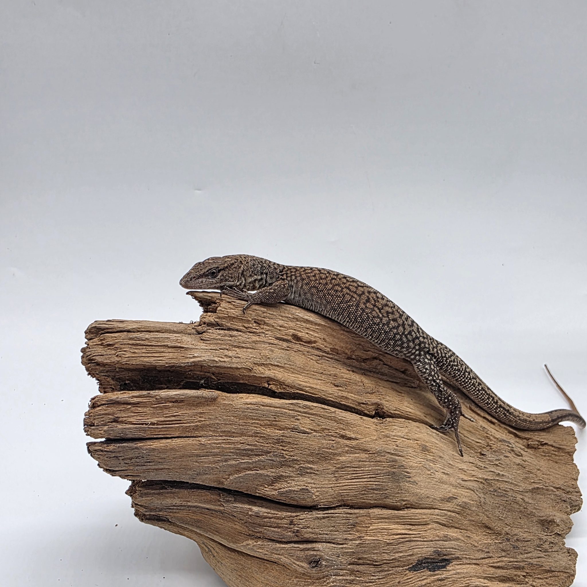 varanus kingorum varan du roi male 2024 - Zanimaux Shop