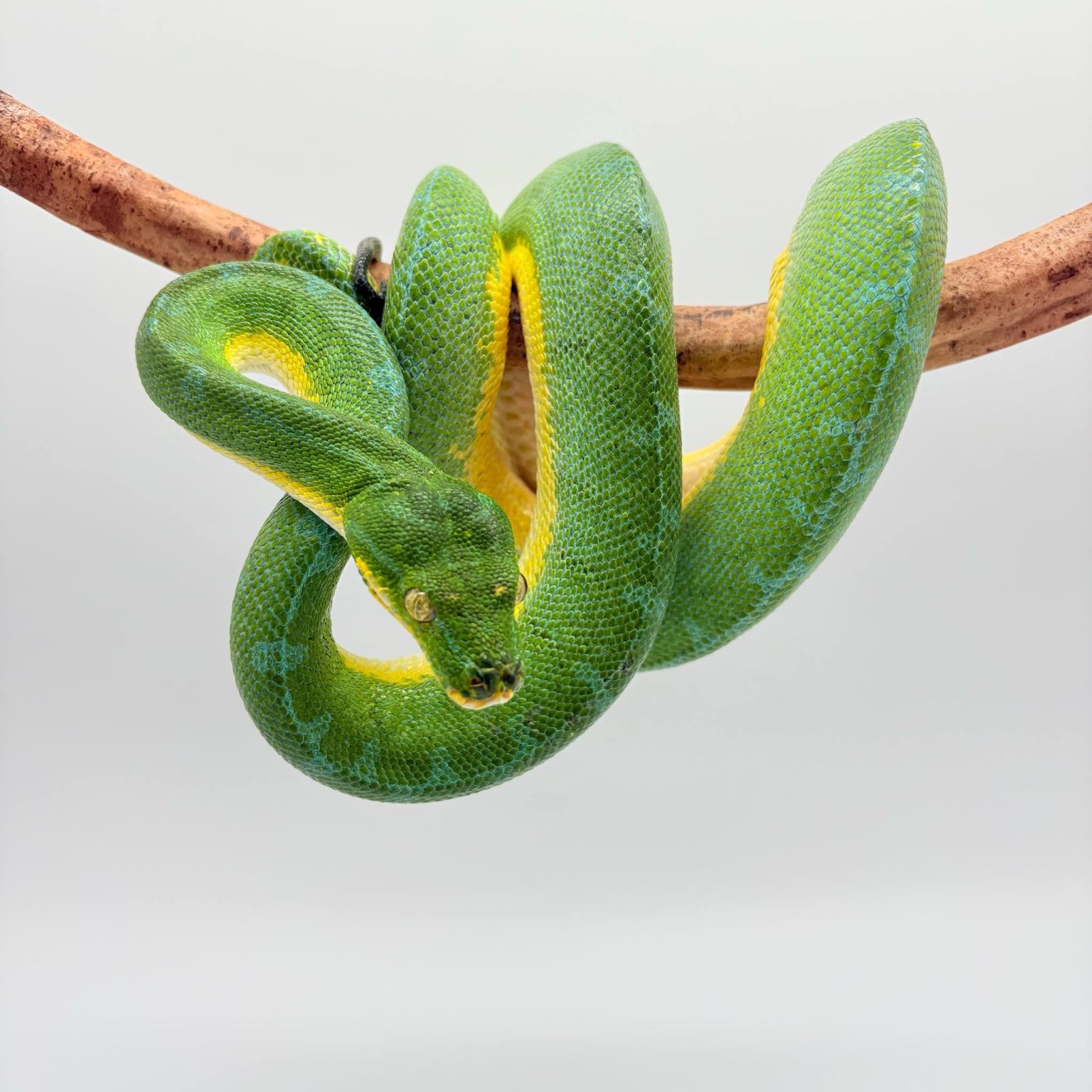 Morelia Viridis python vert arboricol Localité ( sorong) male - Zanimaux Shop