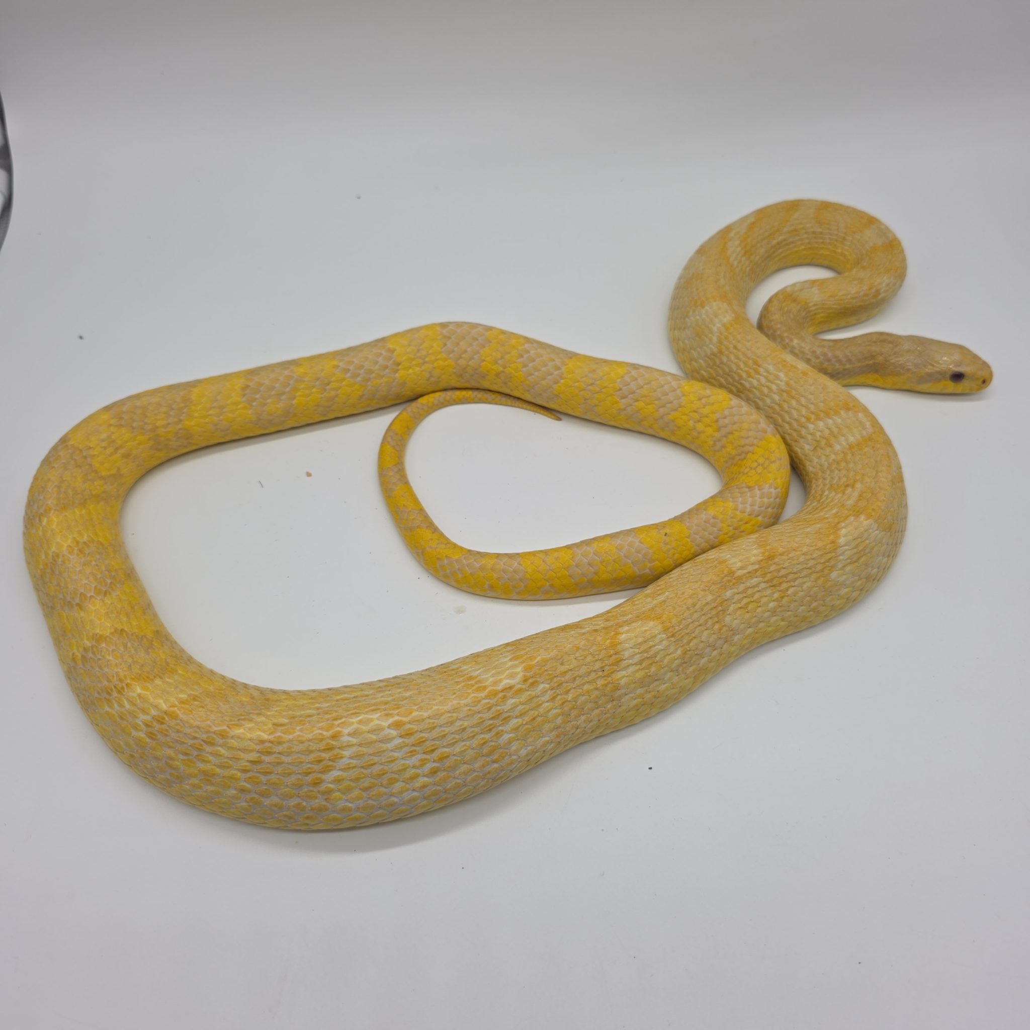 elaphe schrenckii albinos male adulte nc 2022 - Zanimaux Shop