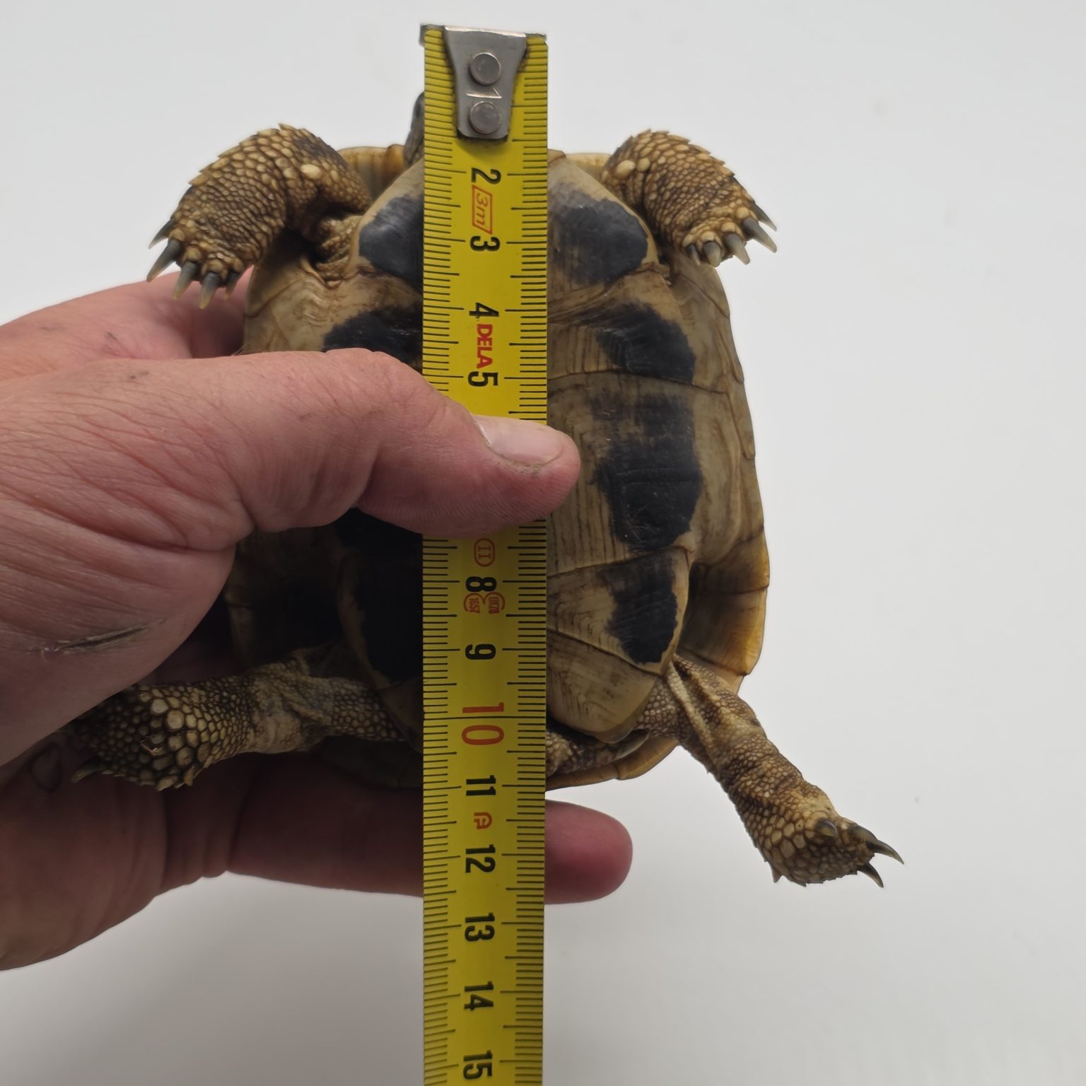 tortue hermann testudo hermanni boettgeri male 490 - Zanimaux Shop