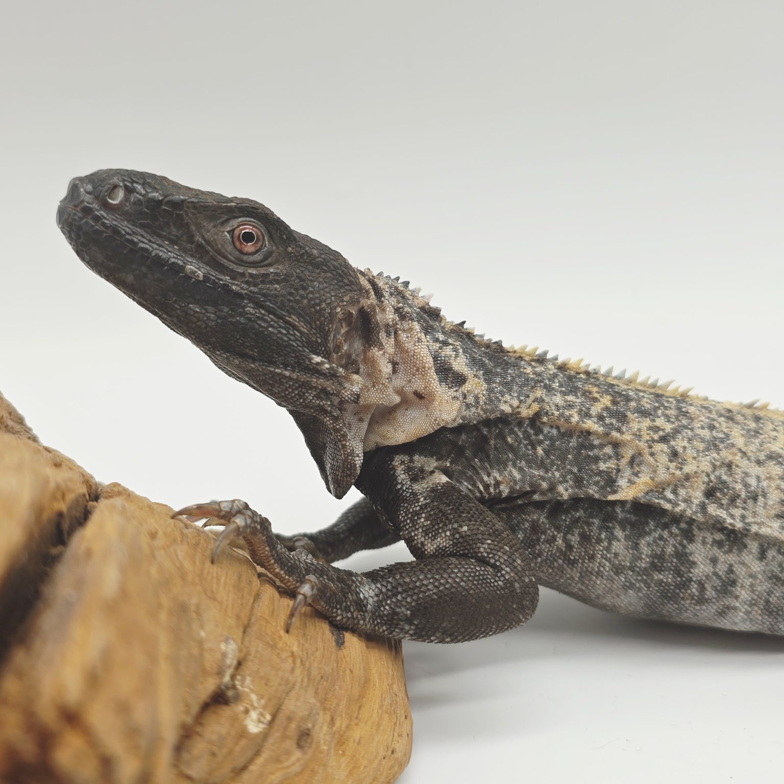 Ctenosaura Pectinata banana Iguane noir à queue épineuse femelle nc ...