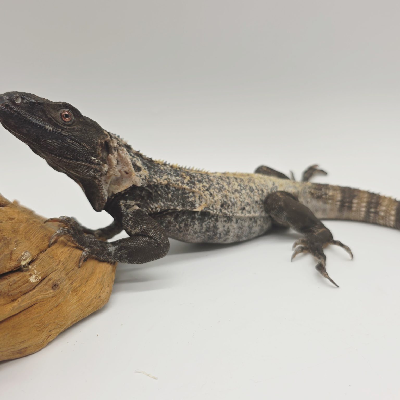Ctenosaura Pectinata banana Iguane noir à queue épineuse femelle nc ...