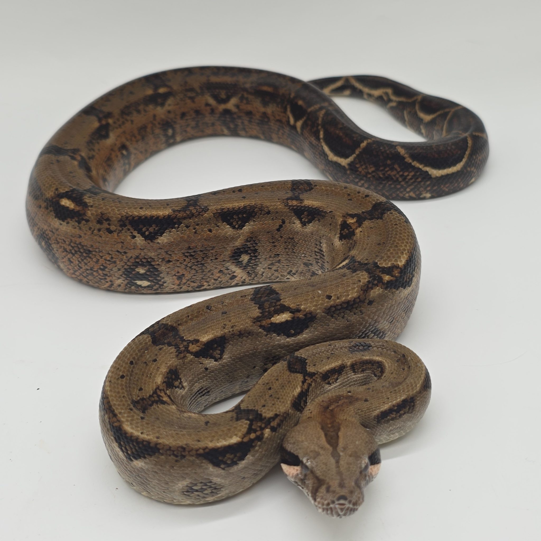 Boa constrictor imperator dwarf boa Empereur nain corn island skôckl ...