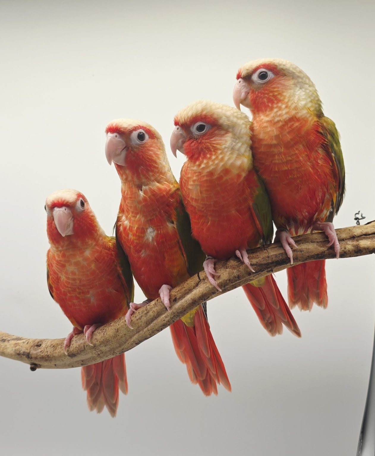 CONURE MOLINAE pyrrhuras molinae opaline cinnamon extra rouge(rare ...