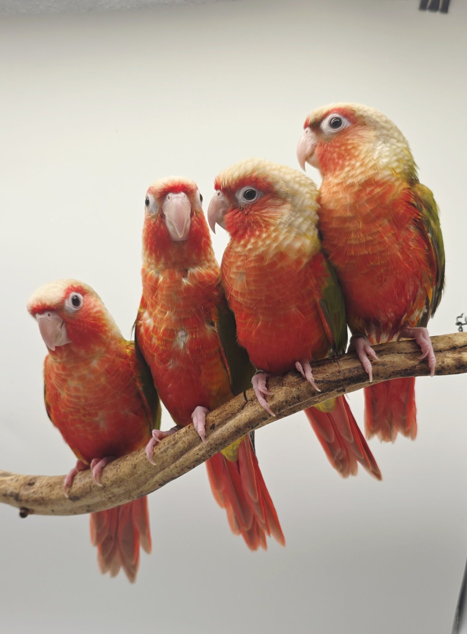 CONURE MOLINAE pyrrhuras molinae opaline cinamon extra rouge(rare ...