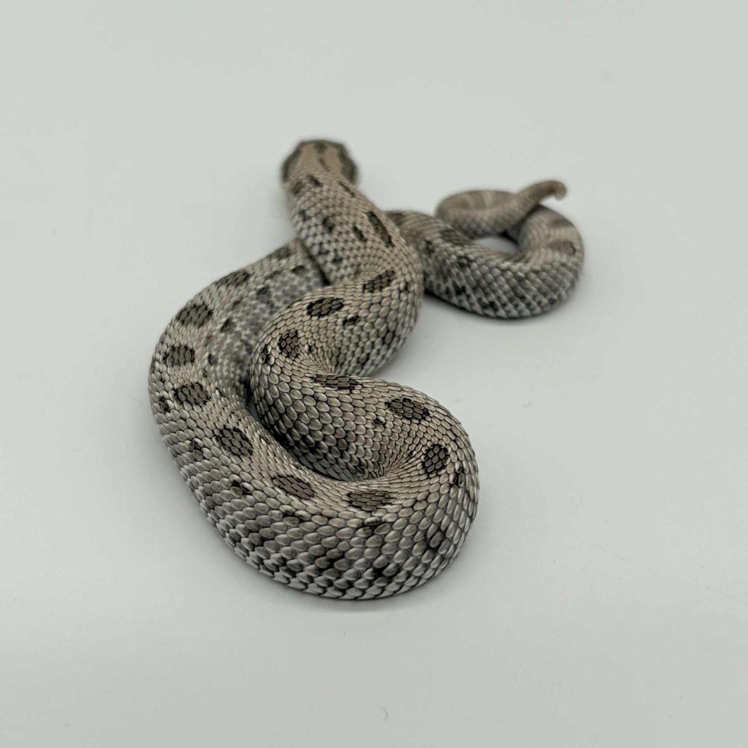 Heterodon nasicus axanthic conda 100%het albinos het snow male ou ...