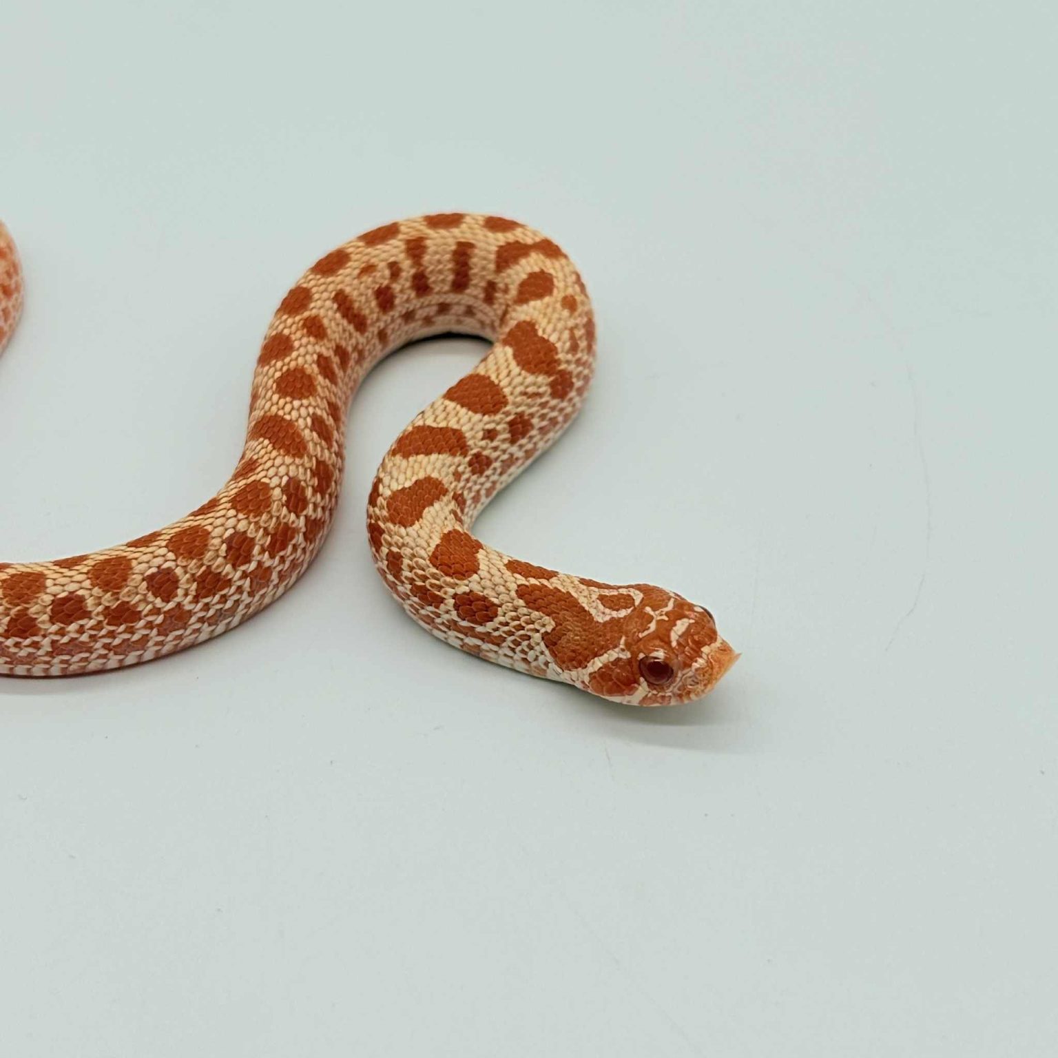 Heterodon nasicus albinos conda 100%het axanthic het snow male ou ...