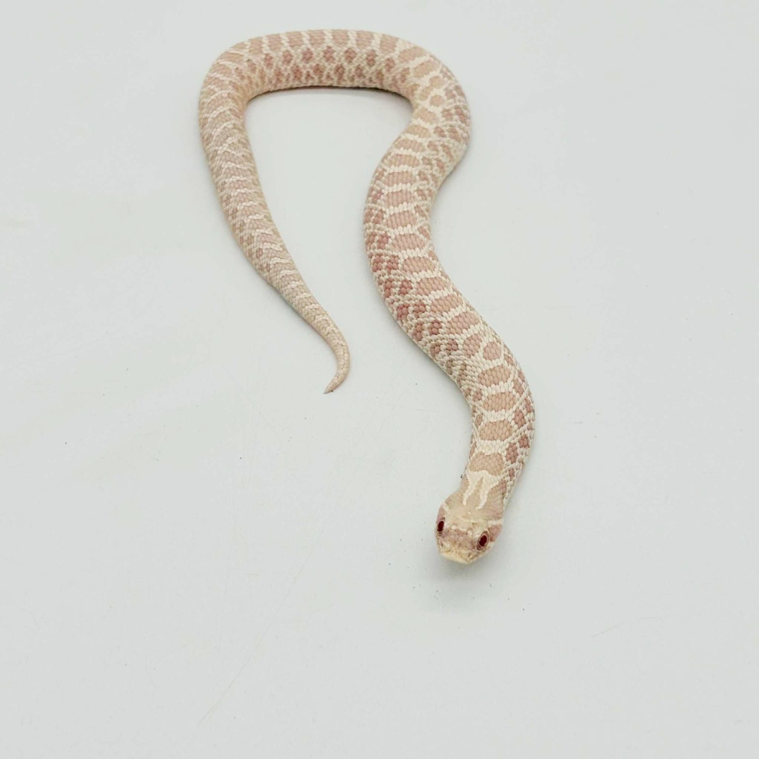 Heterodon nasicus snow male ou femelle - Zanimaux Shop