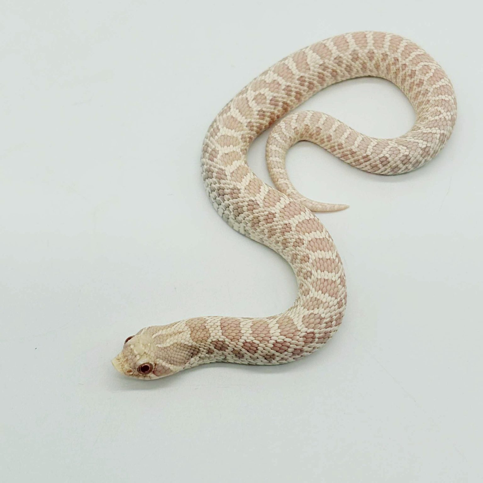 Heterodon nasicus snow male ou femelle - Zanimaux Shop