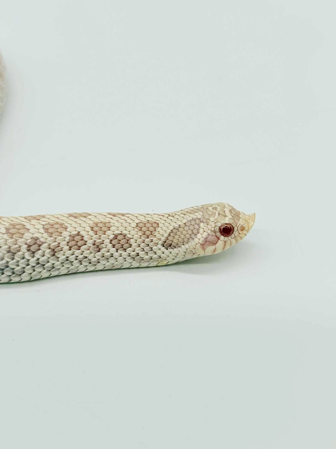 Heterodon nasicus Yeti ( snow conda) male ou femelle - Zanimaux Shop