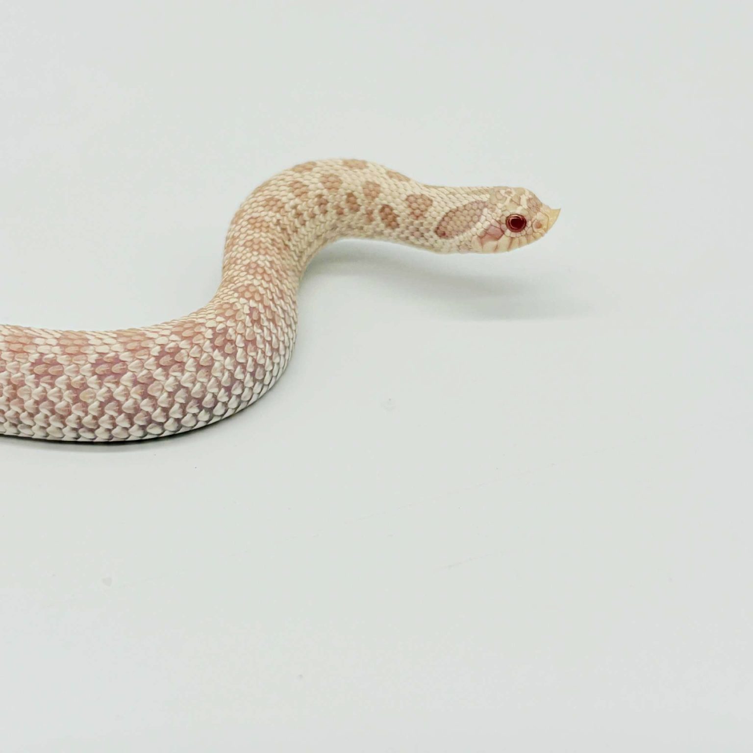 Heterodon nasicus Yeti ( snow conda) male ou femelle - Zanimaux Shop