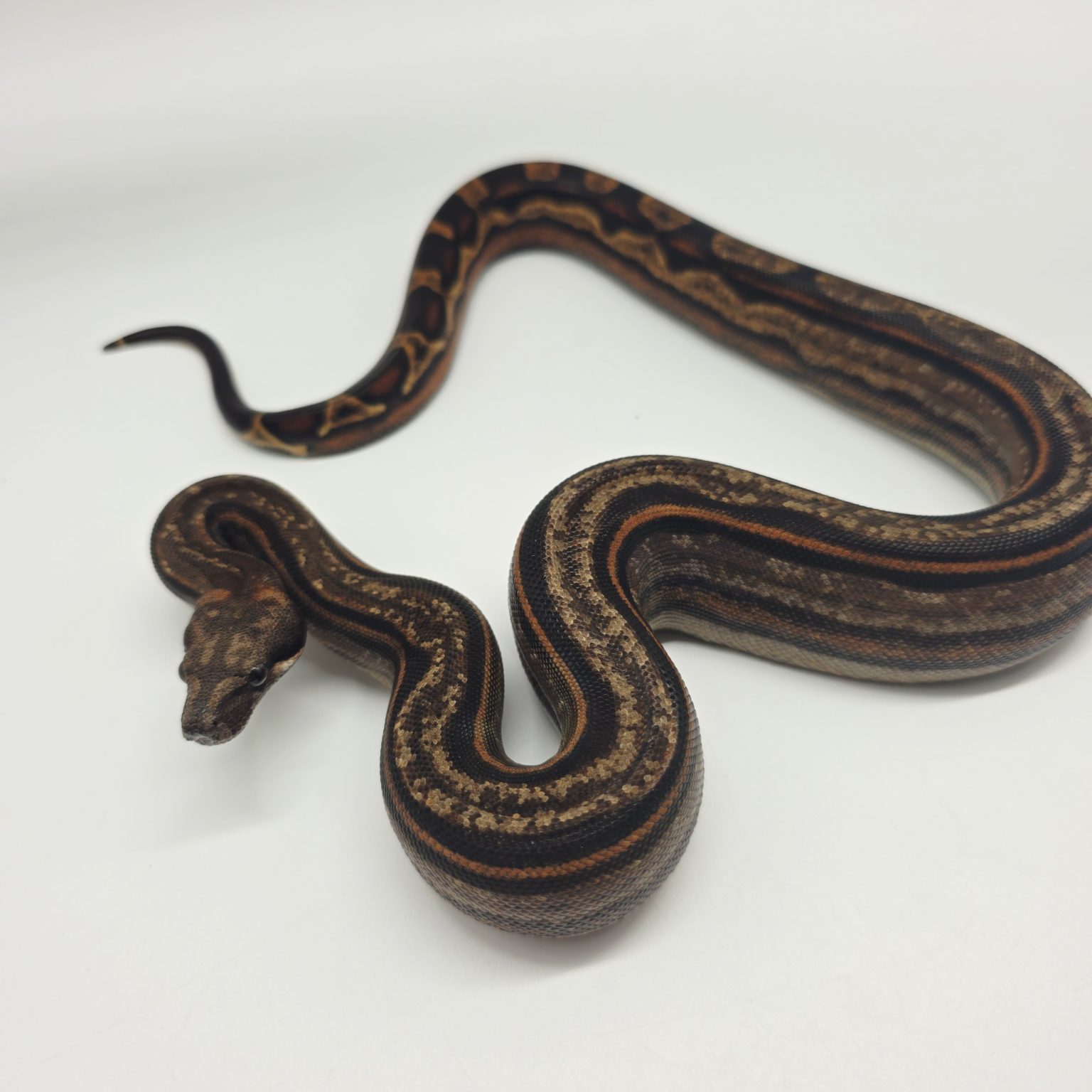 boa constrictor imperator IMG motley poss het leopard purple line ...