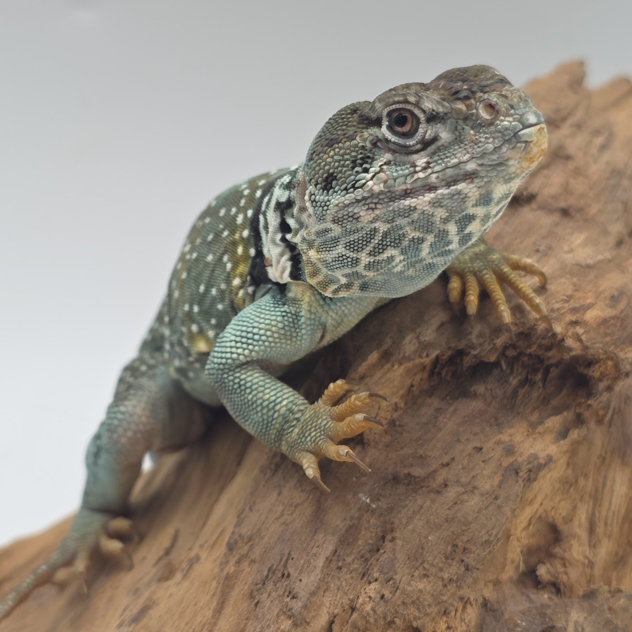 crotaphytus collaris collaris lézard à collier male adulte 1 - Zanimaux ...