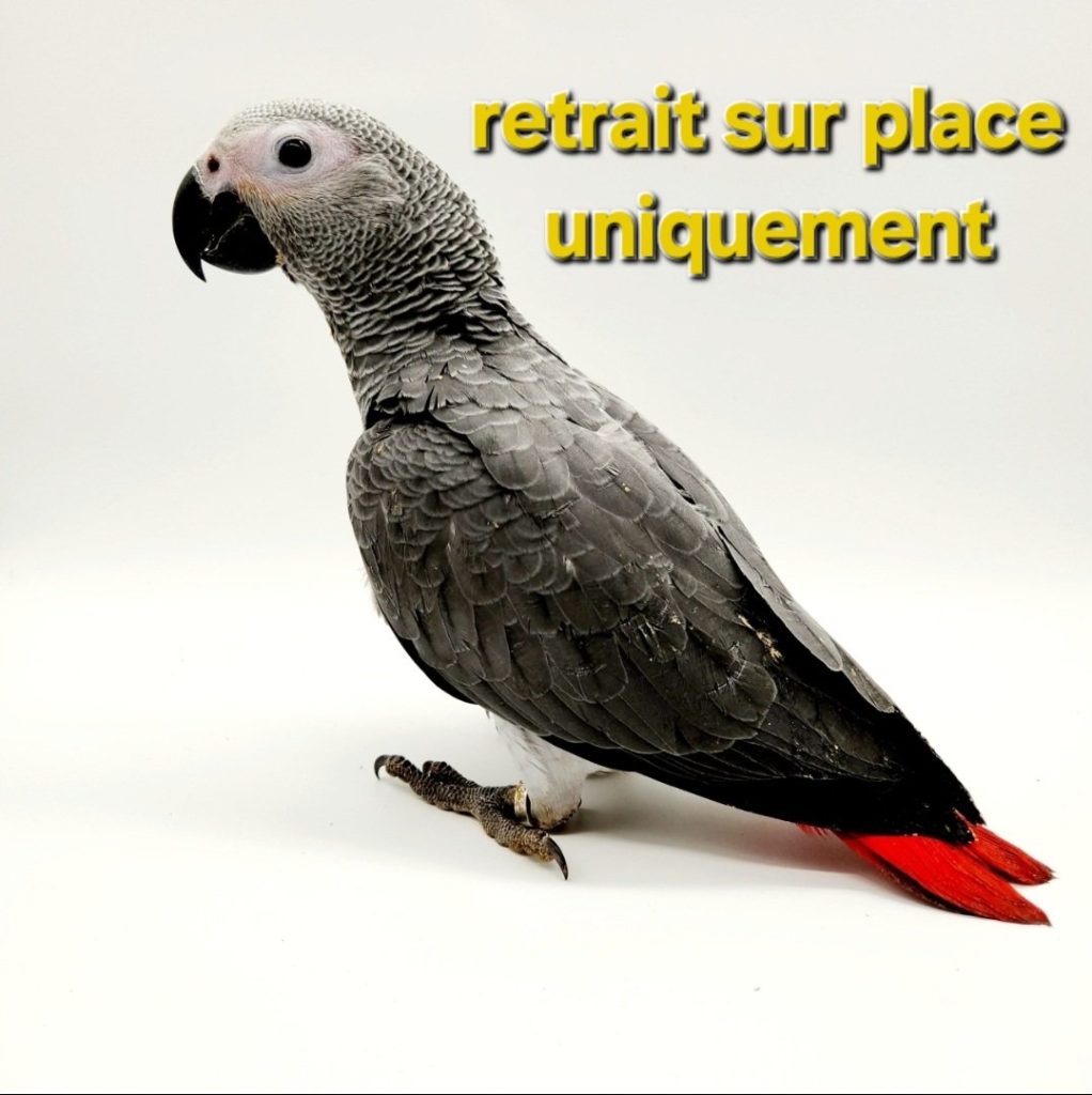 perroquet gris du gabon male ou femelle jeune retrait sur place ...