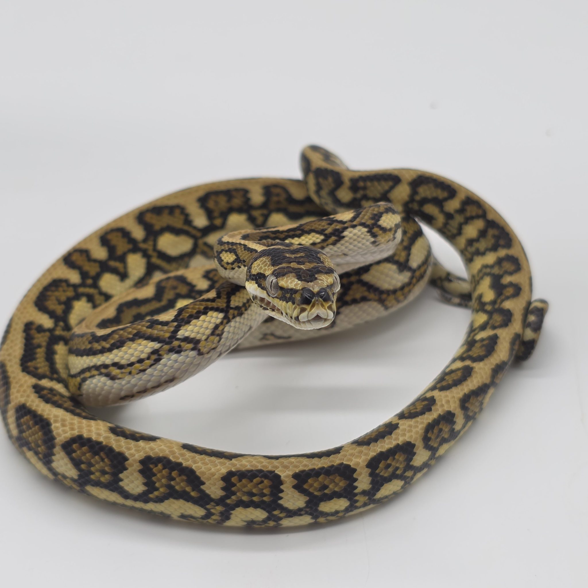 Morelia spilota spp jaguar genetique stripe python des jungles mutation ...