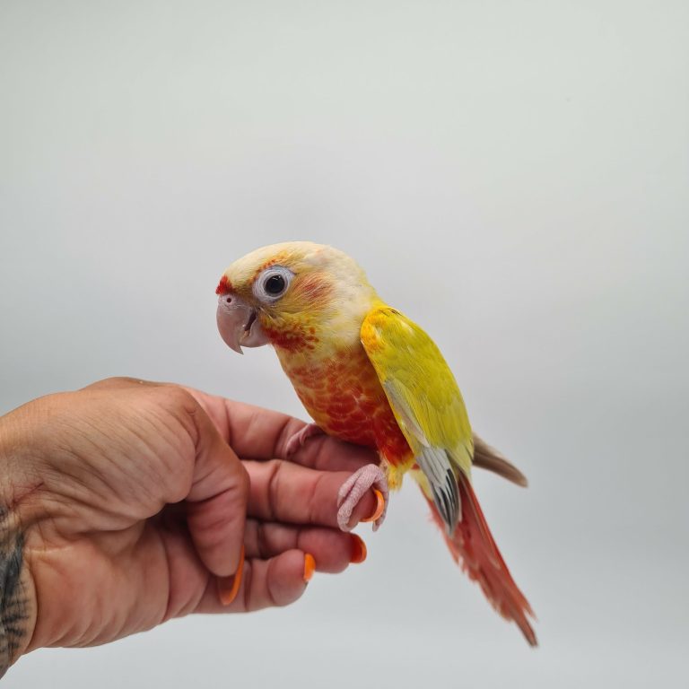 Conure à joue verte mutation pyrrhuras molinae jeune Eam retrait sur ...
